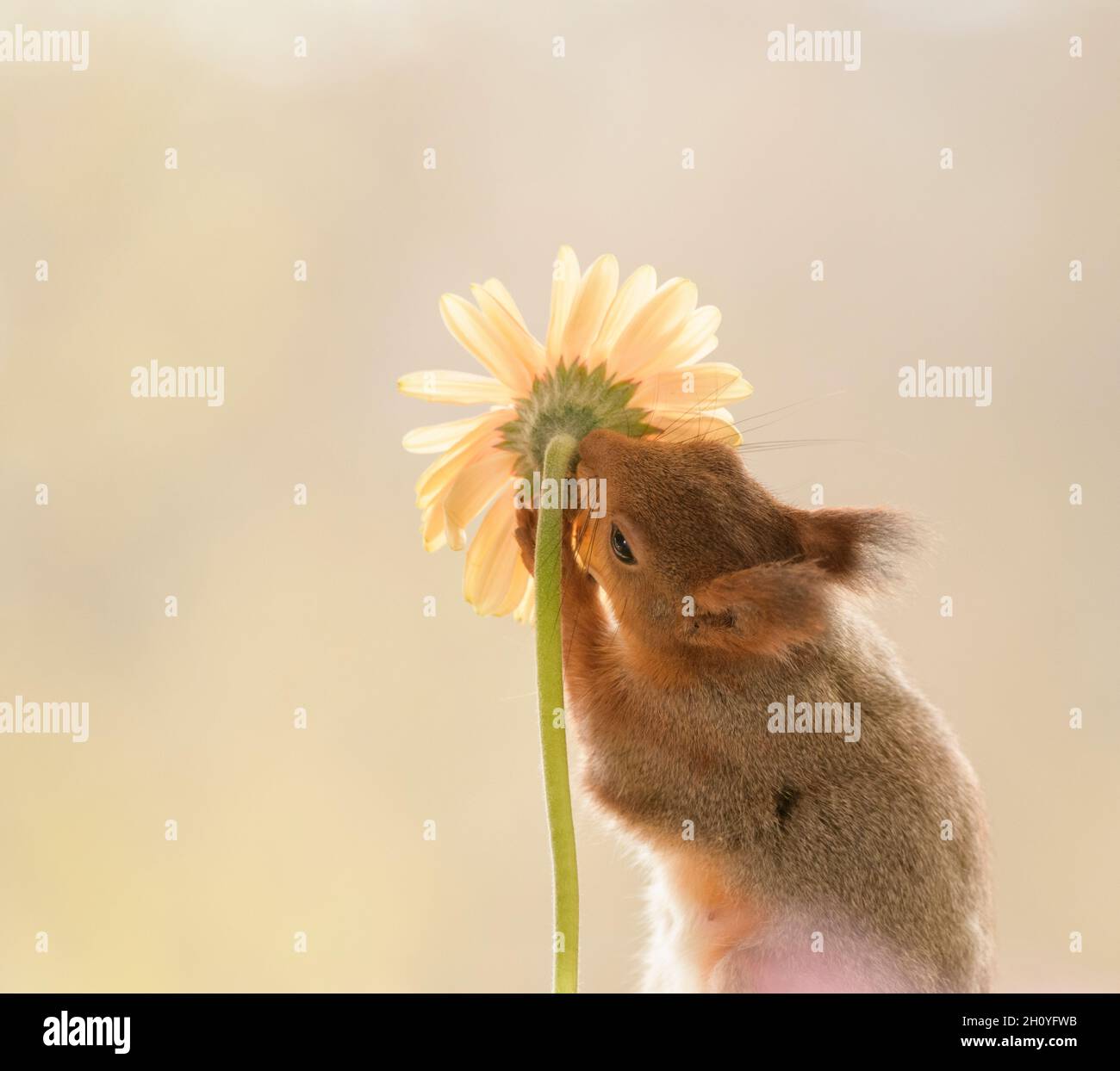 red squirrel is holding an yellow daisy Stock Photo - Alamy