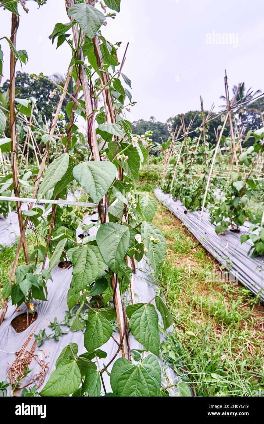 Close-up of string beans or green beans growing in a plantation. string ...