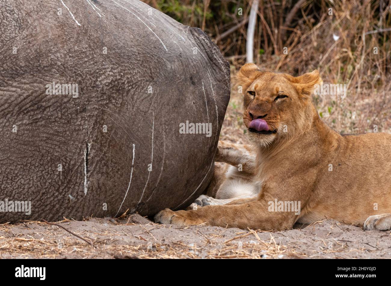 A lion, Panthera leo, eating an African elephant, Loxodonta africana ...