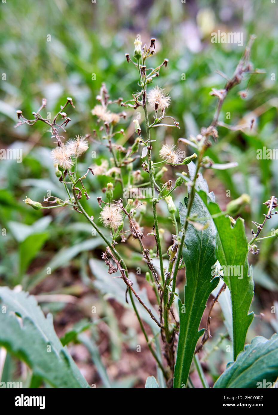 Beautiful wild plants growing in the yard Stock Photo - Alamy