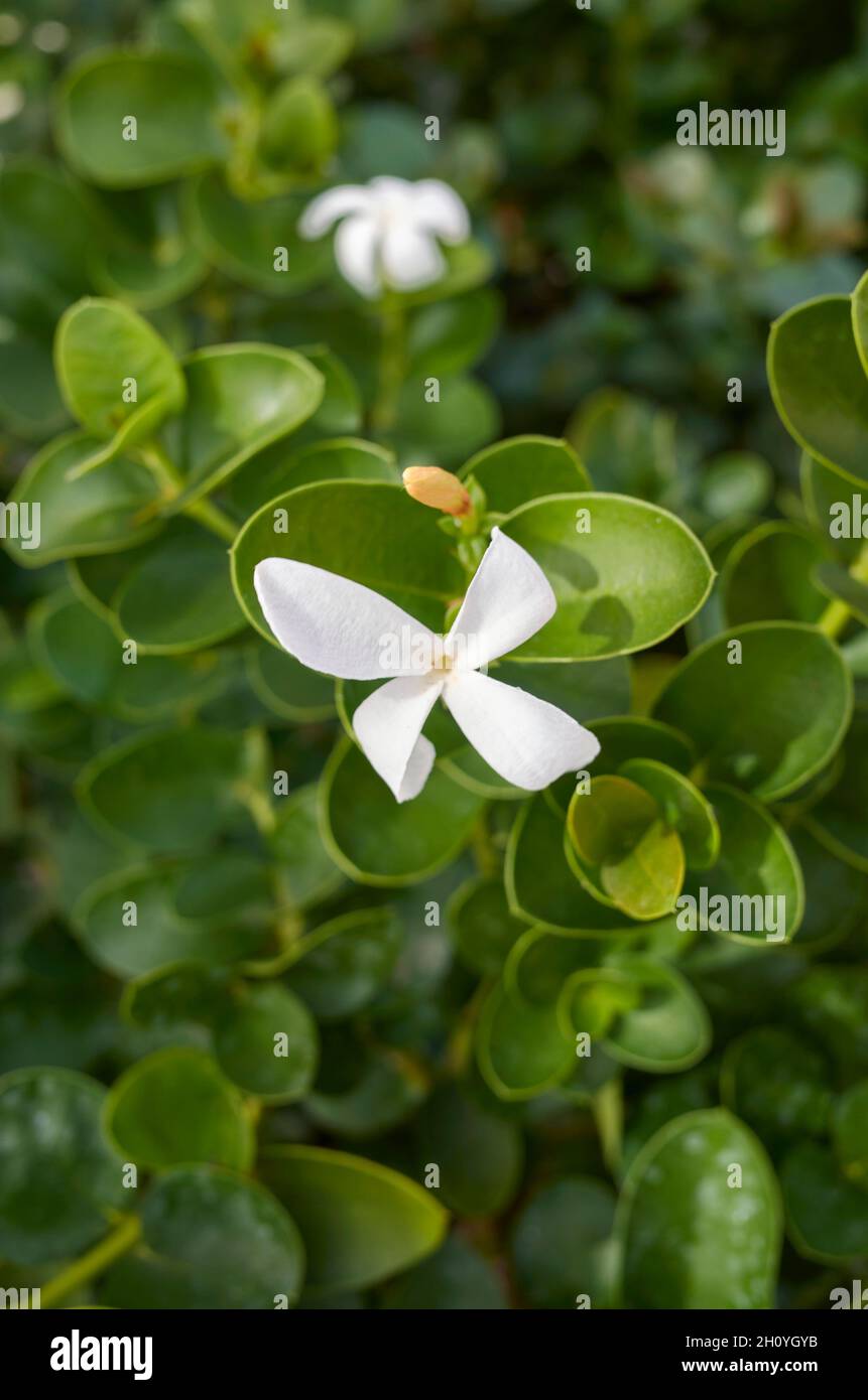 Carissa macrocarpain shrub in bloom Stock Photo - Alamy