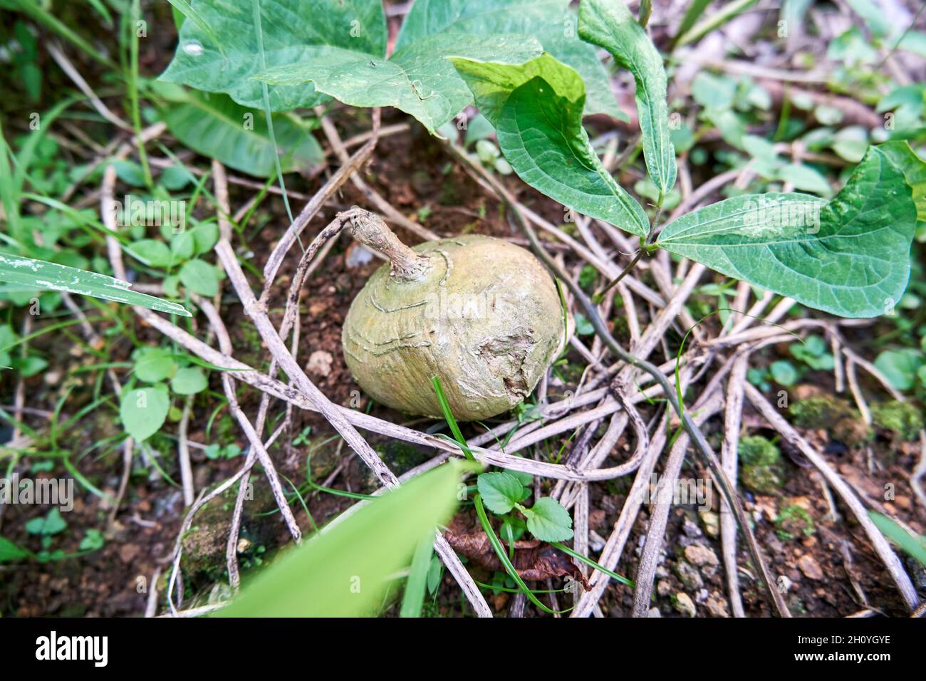 Jicama flower hi-res stock photography and images - Alamy