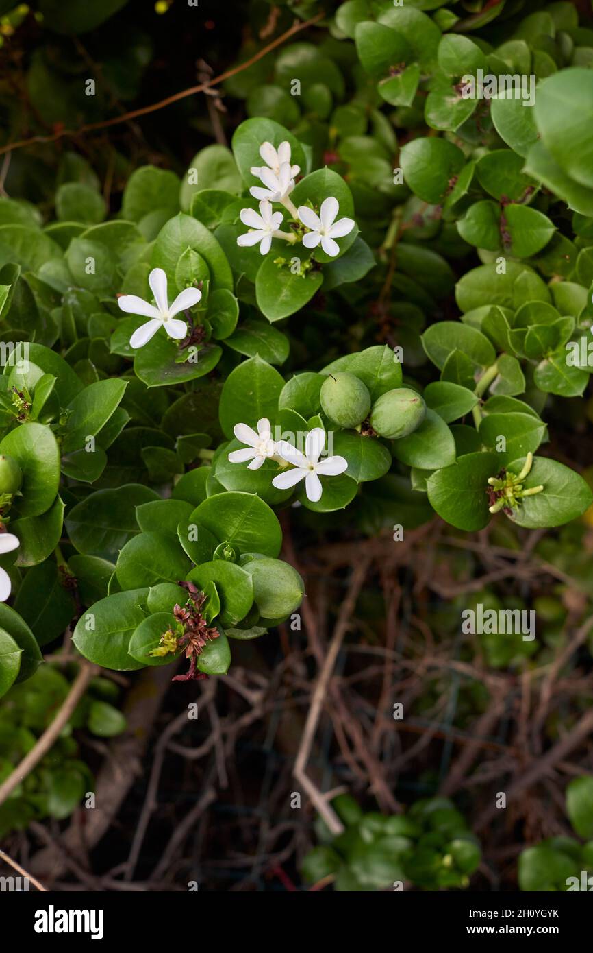 Carissa macrocarpain shrub in bloom Stock Photo - Alamy