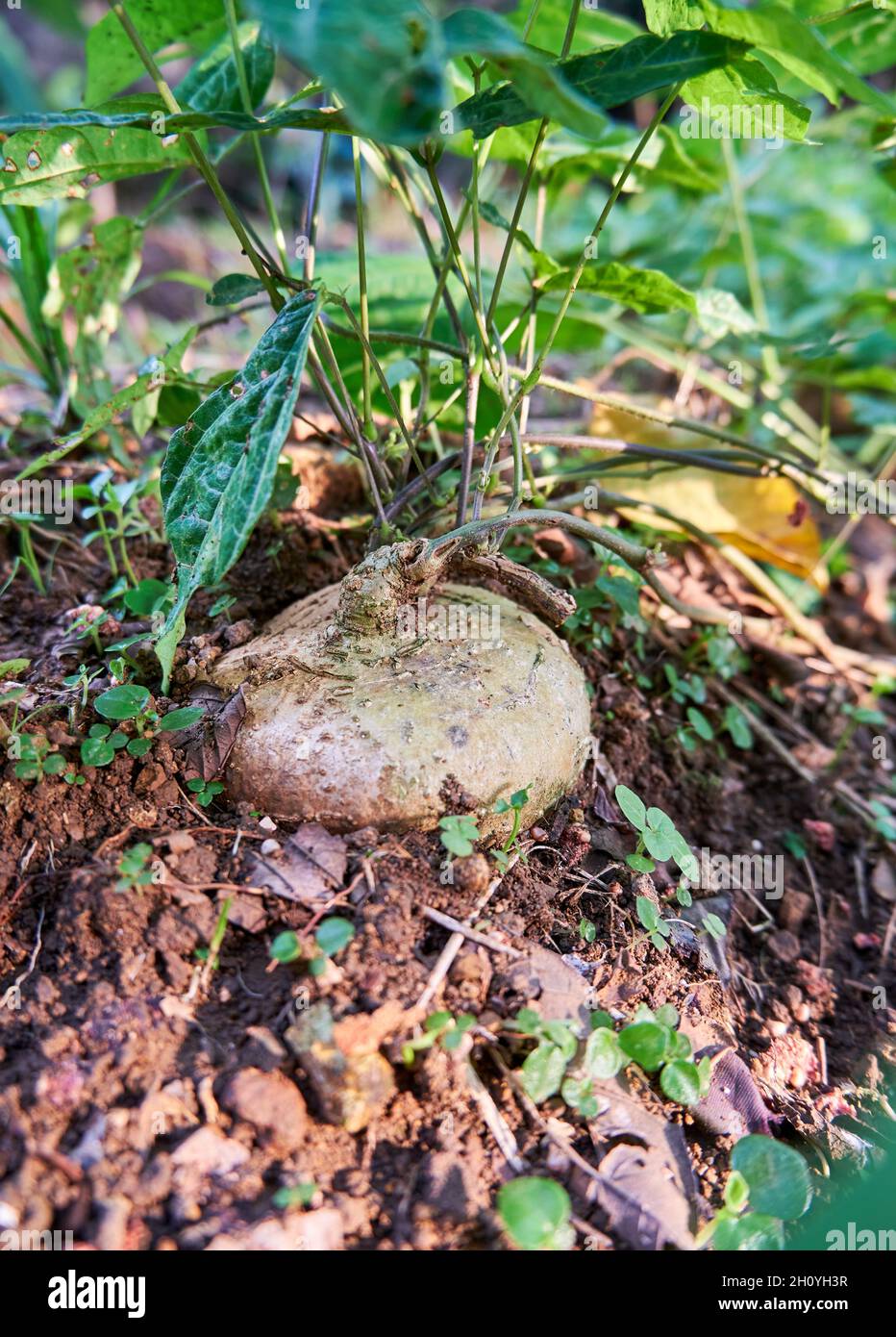 Fresh jicama grows in the yard Stock Photo - Alamy