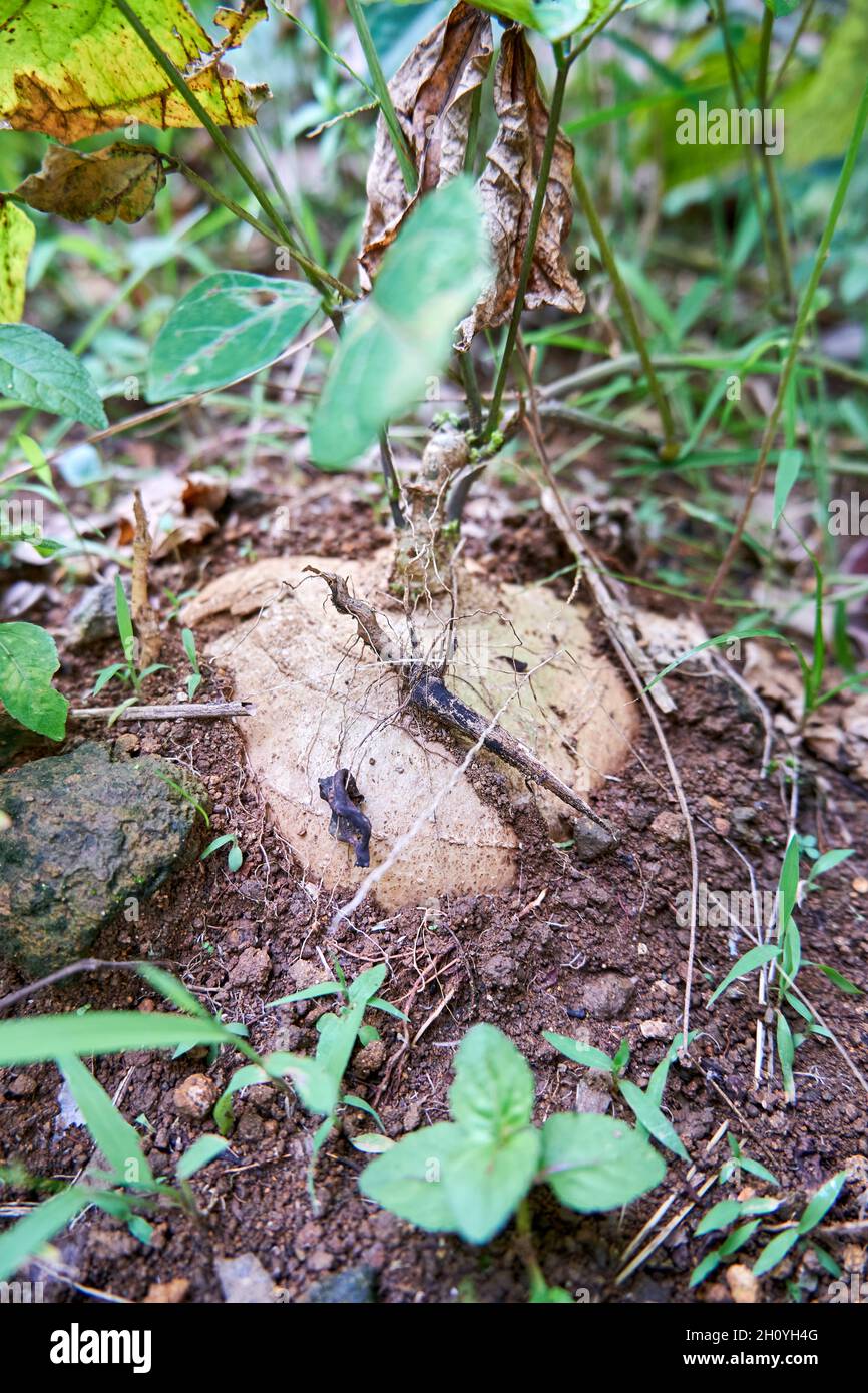 Jicama hi-res stock photography and images - Alamy