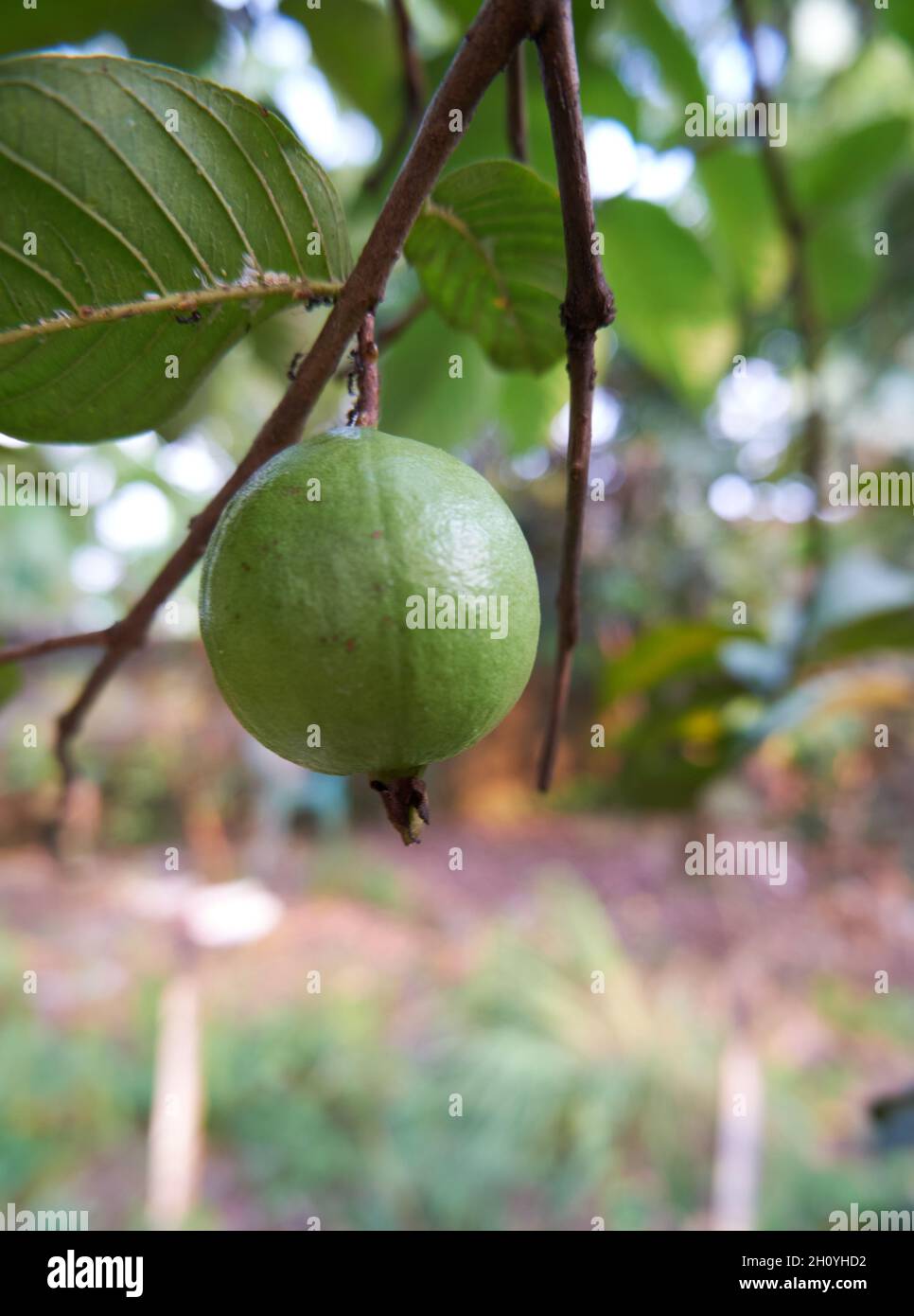Red guava hi-res stock photography and images - Alamy
