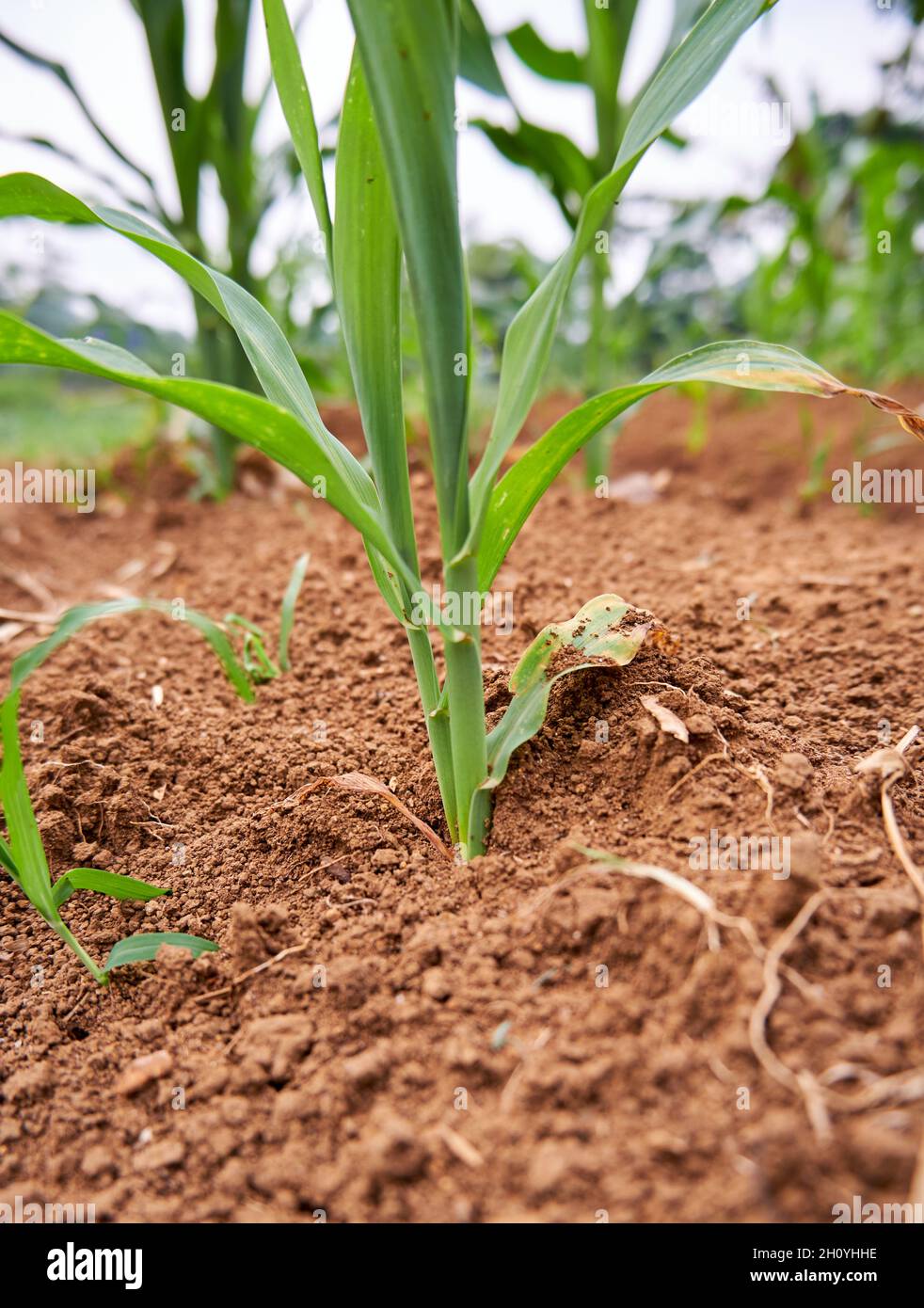close-up small corn growing in the plantation Stock Photo - Alamy