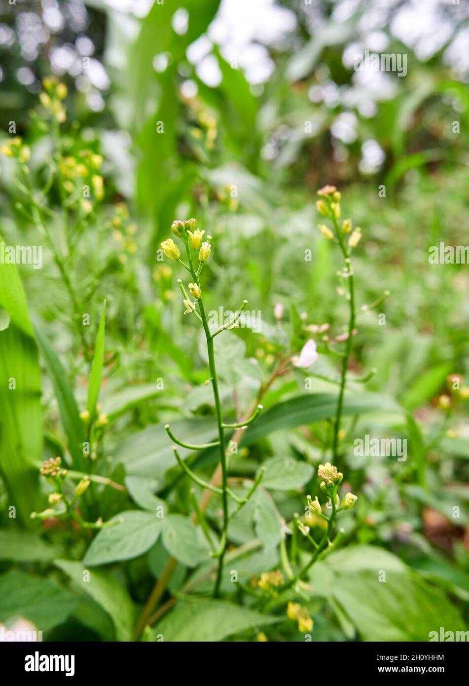 Purity in plants hi-res stock photography and images - Alamy