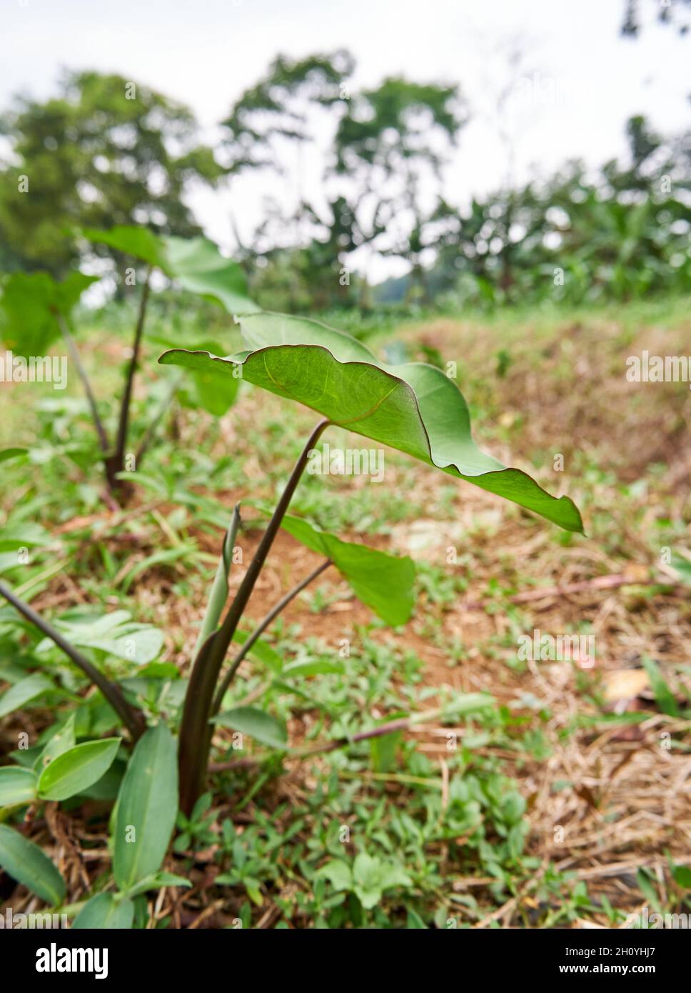 Taro plantation taro plantation hi-res stock photography and images - Alamy
