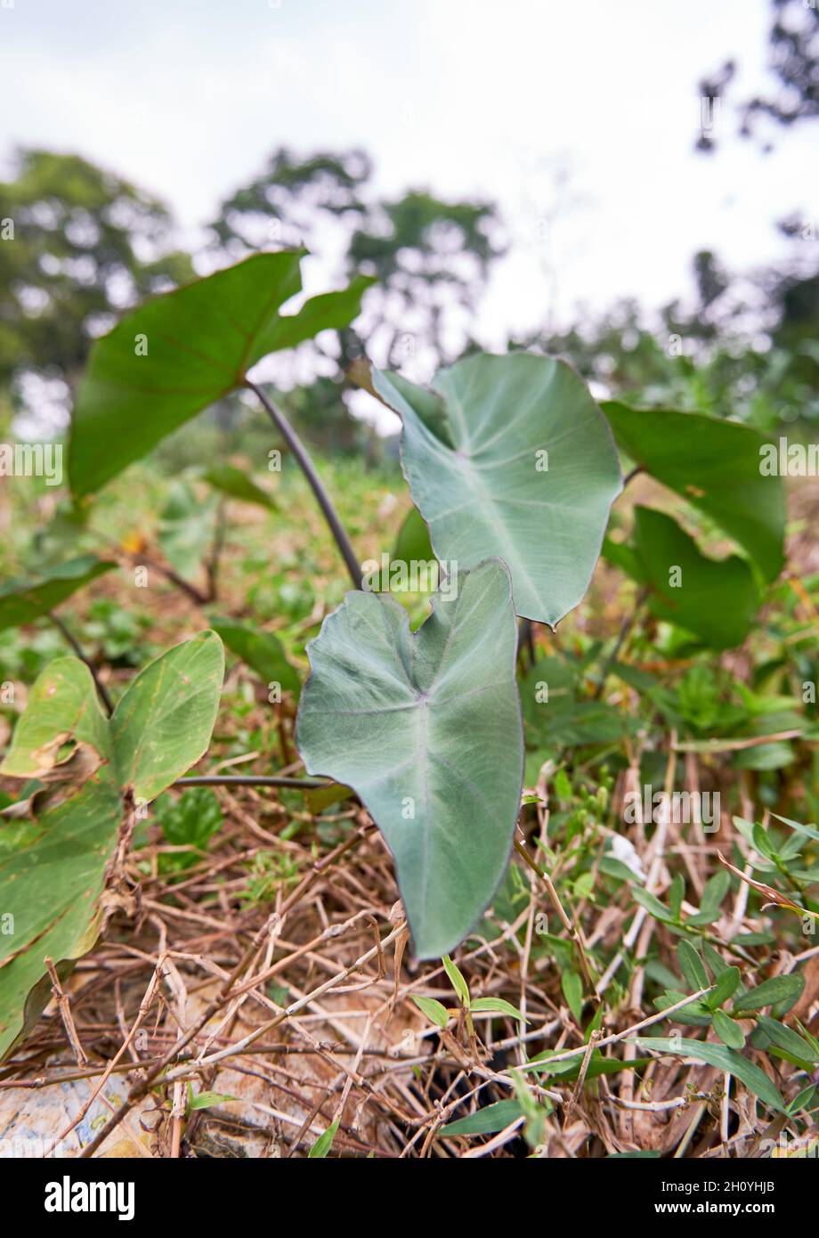 Taro plantation hi-res stock photography and images - Alamy