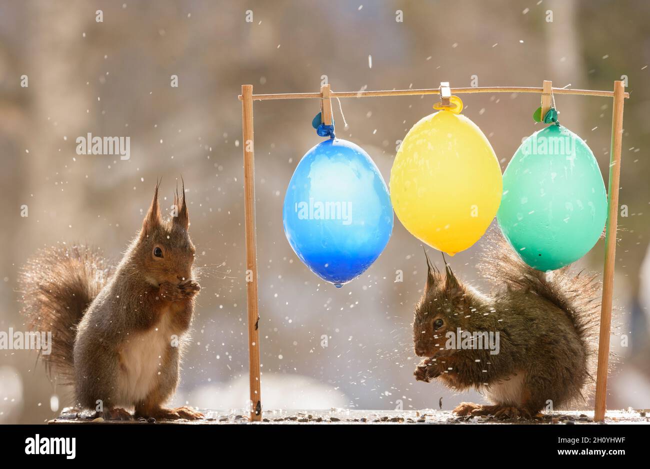 Red squirrels are standing in rain with balloons hi-res stock ...