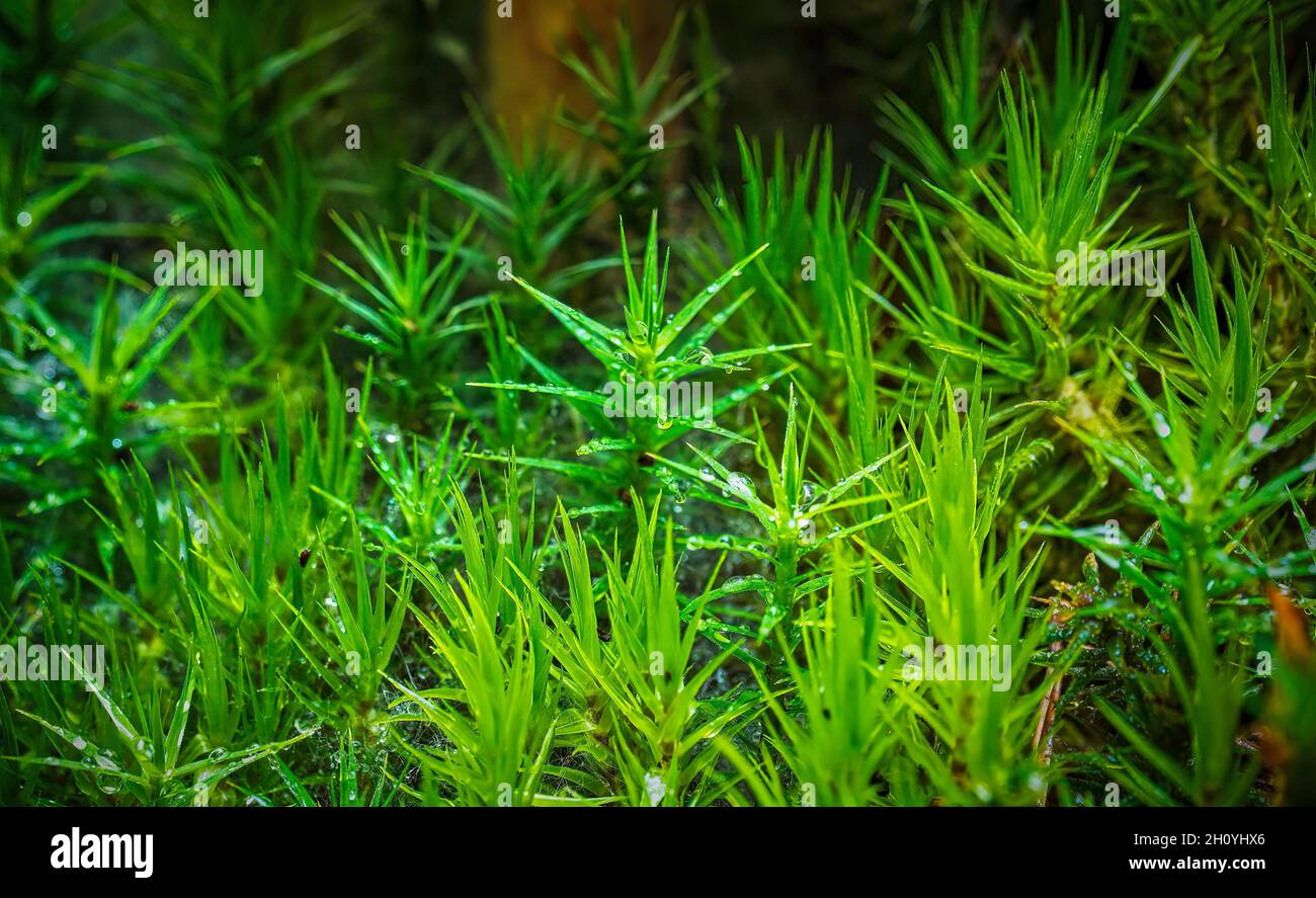 Macro nature water moss hi-res stock photography and images - Alamy