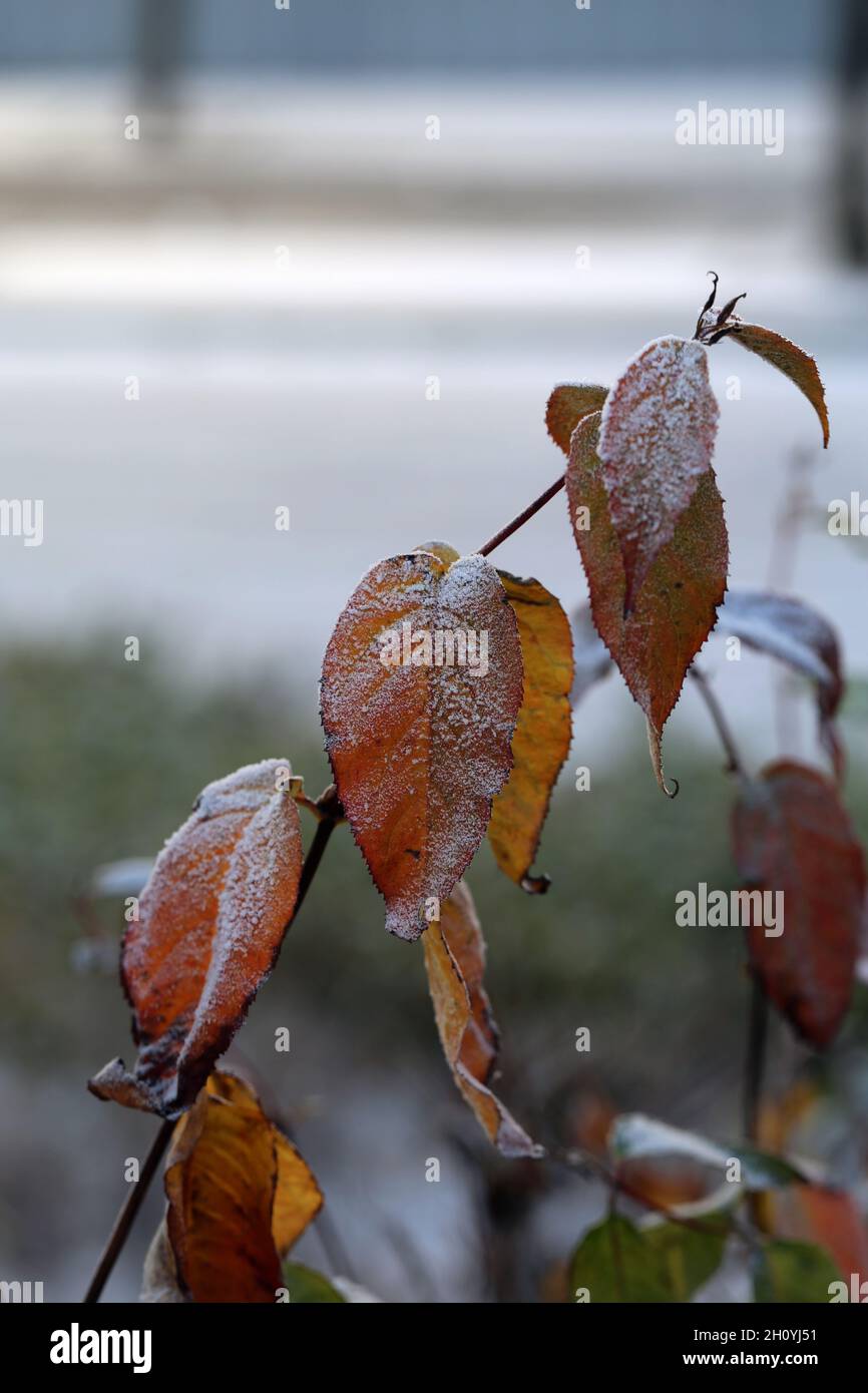 Hoarfrost on top a green and red leaves. Frosted leaves were ...
