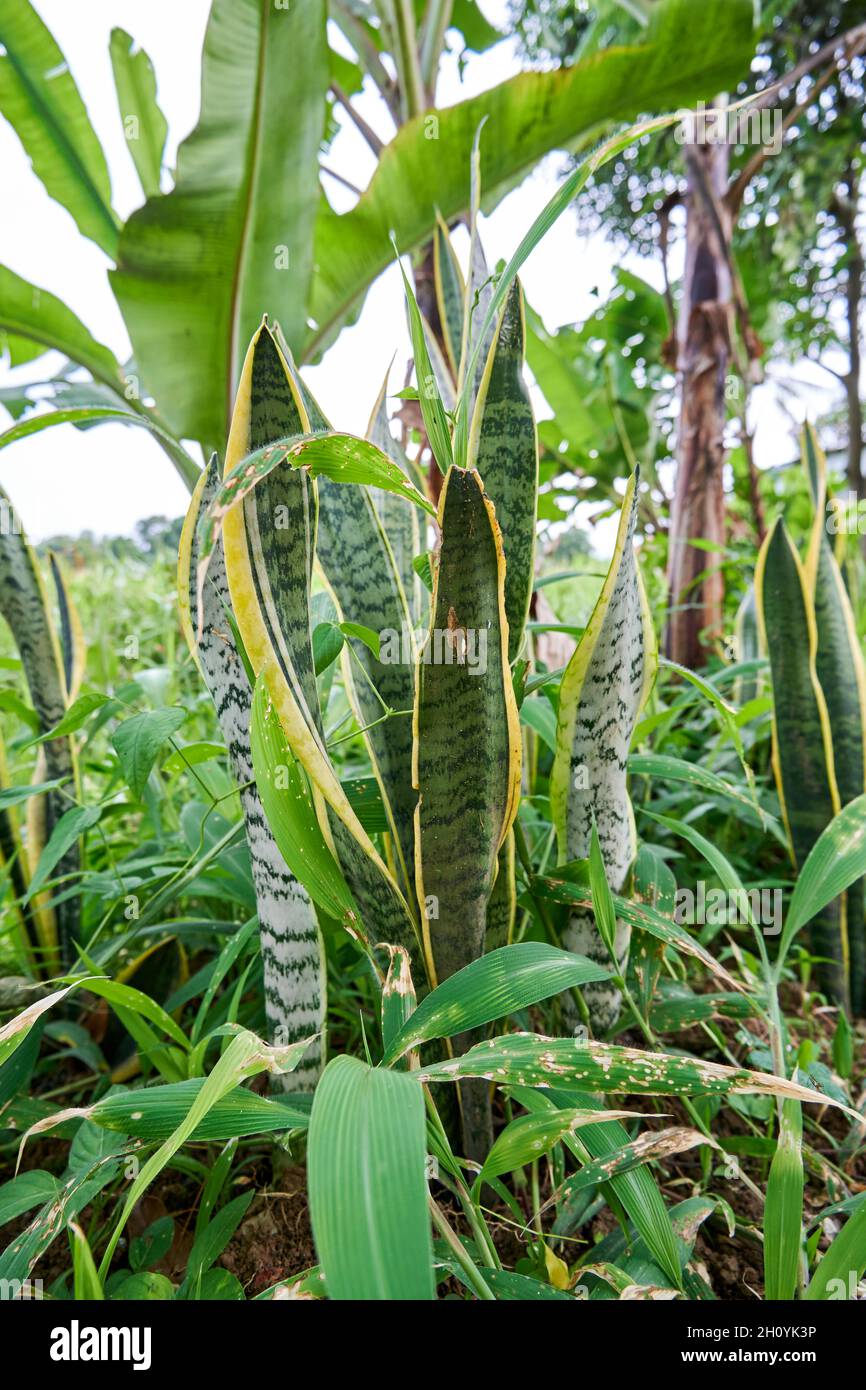 Close-up of snake plant planted in small garden Stock Photo - Alamy