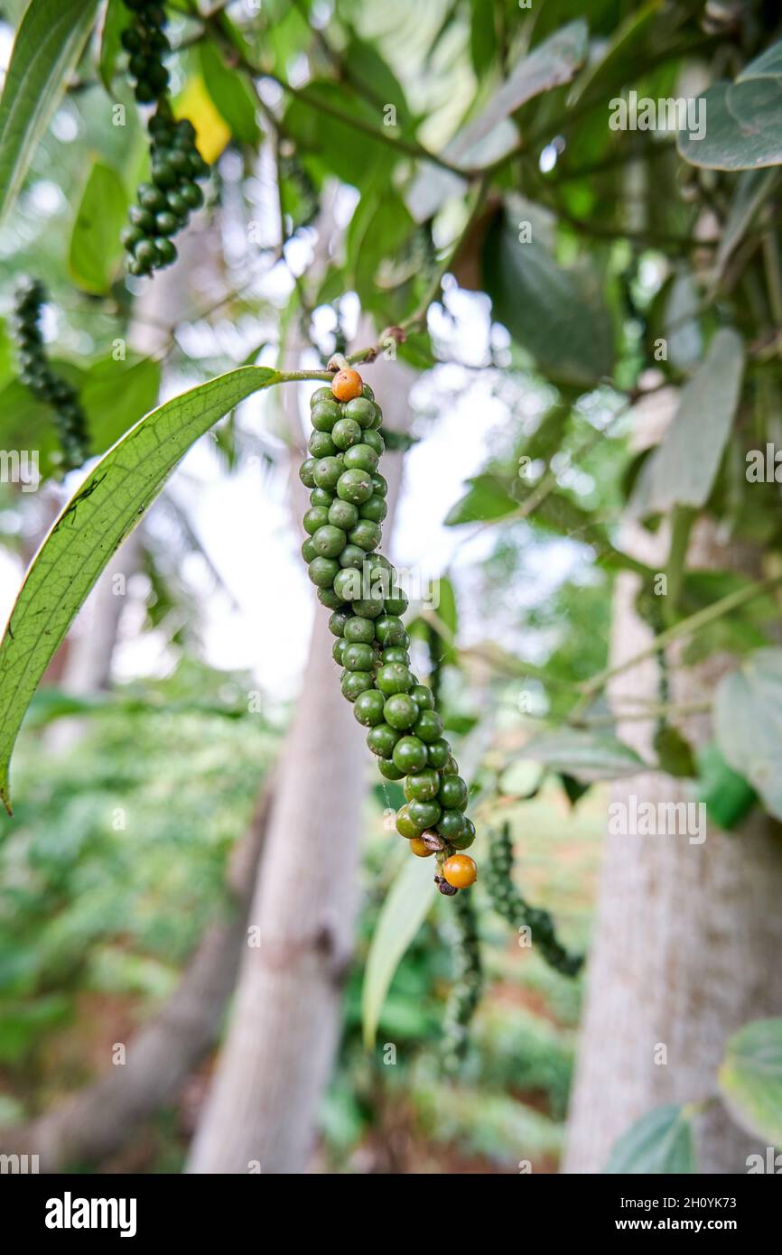 close-up of black pepper plant planted in a small garden. black pepper ...