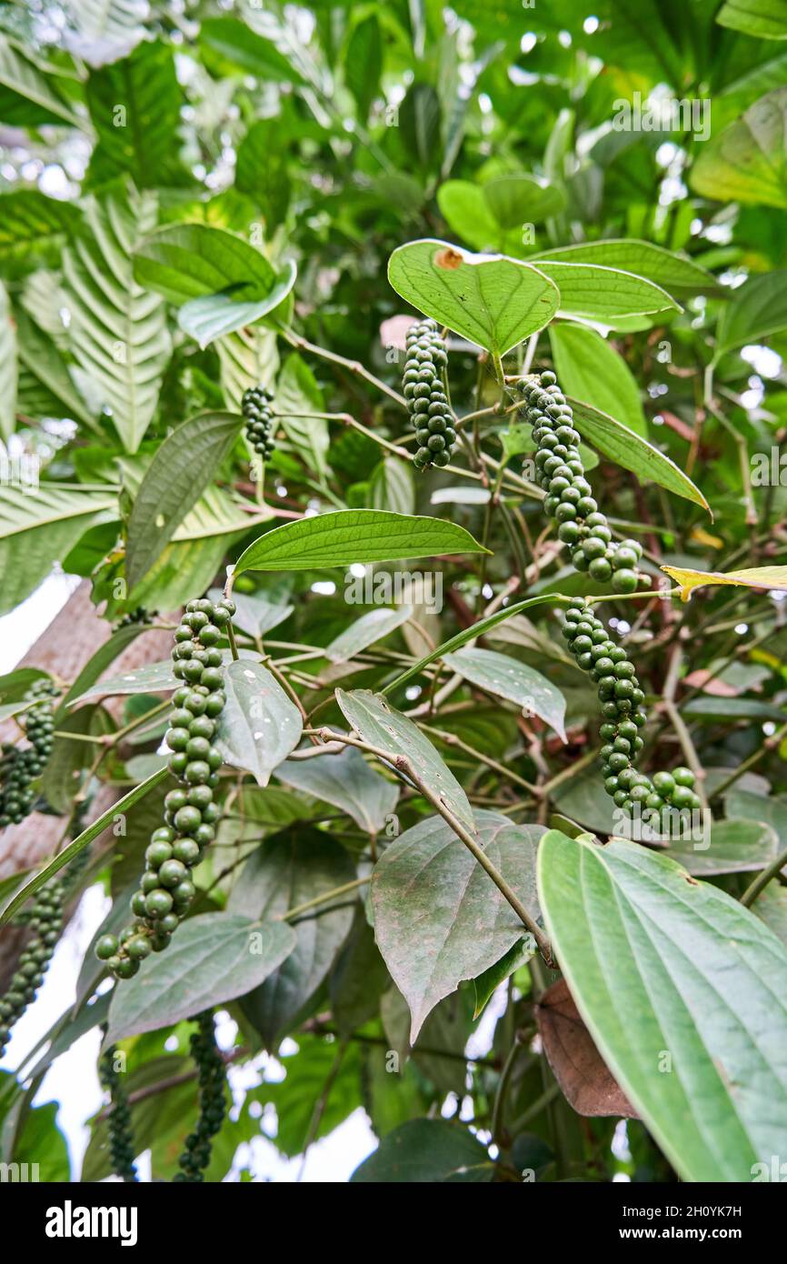 close-up of black pepper plant planted in a small garden. black pepper ...