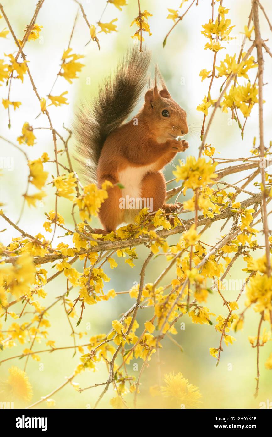 Red squirrel standing on tree with flowers hi-res stock photography and ...