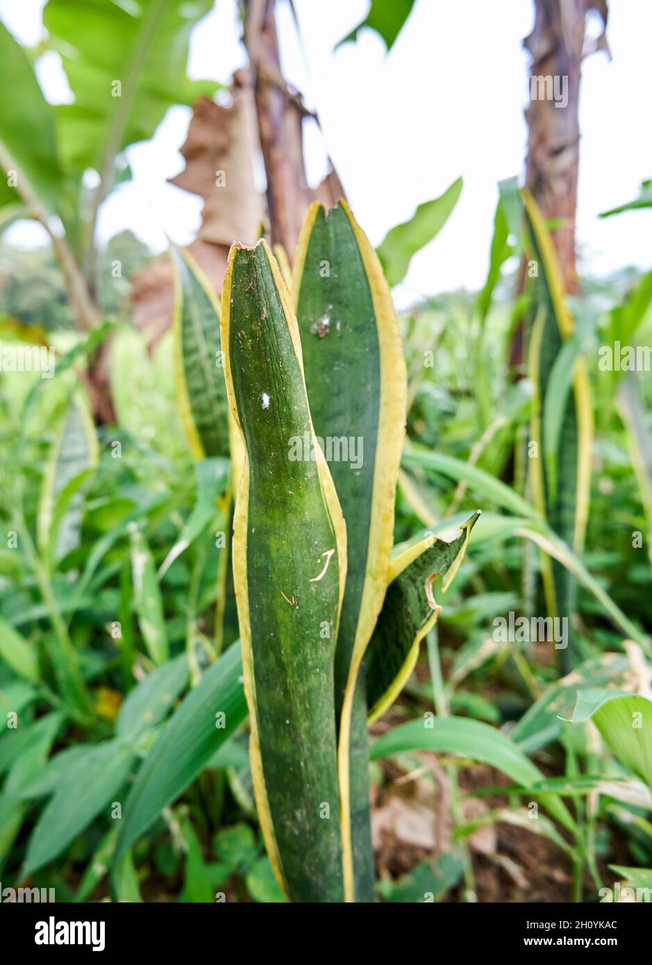 Close-up of snake plant planted in small garden Stock Photo - Alamy