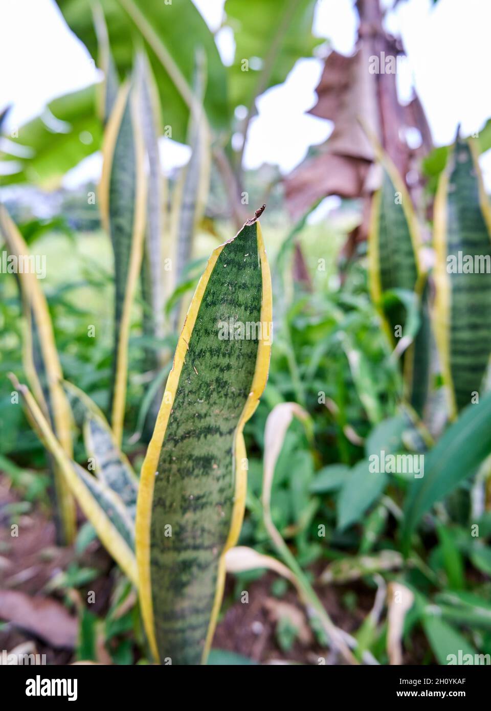 Close-up of snake plant planted in small garden Stock Photo - Alamy