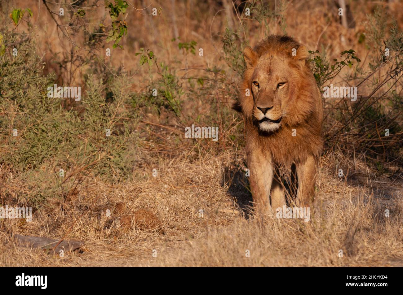 Portrait of a male lion, Panthera leo, in grasses and brush. Chief ...