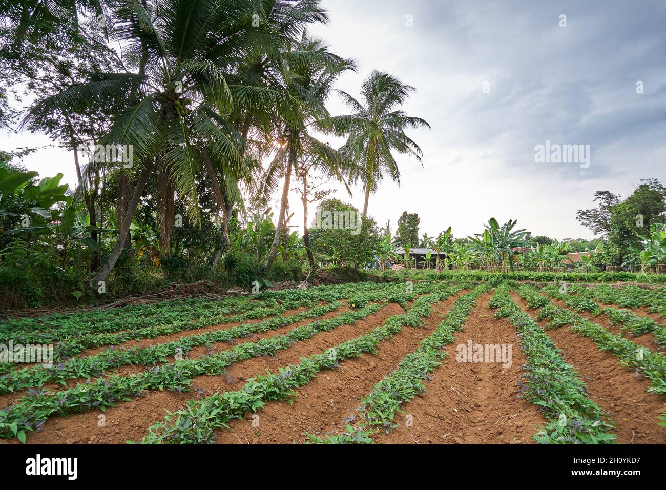 beautiful landscape in the afternoon on the plantation. beautiful ...