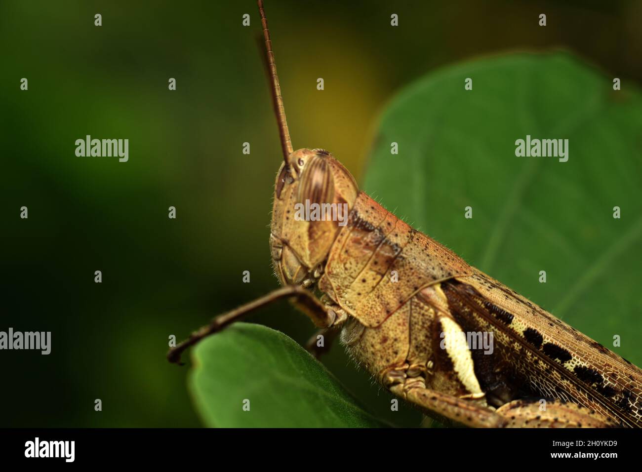 Close up photo a giant grasshopper on green foliage. (Valanga ...