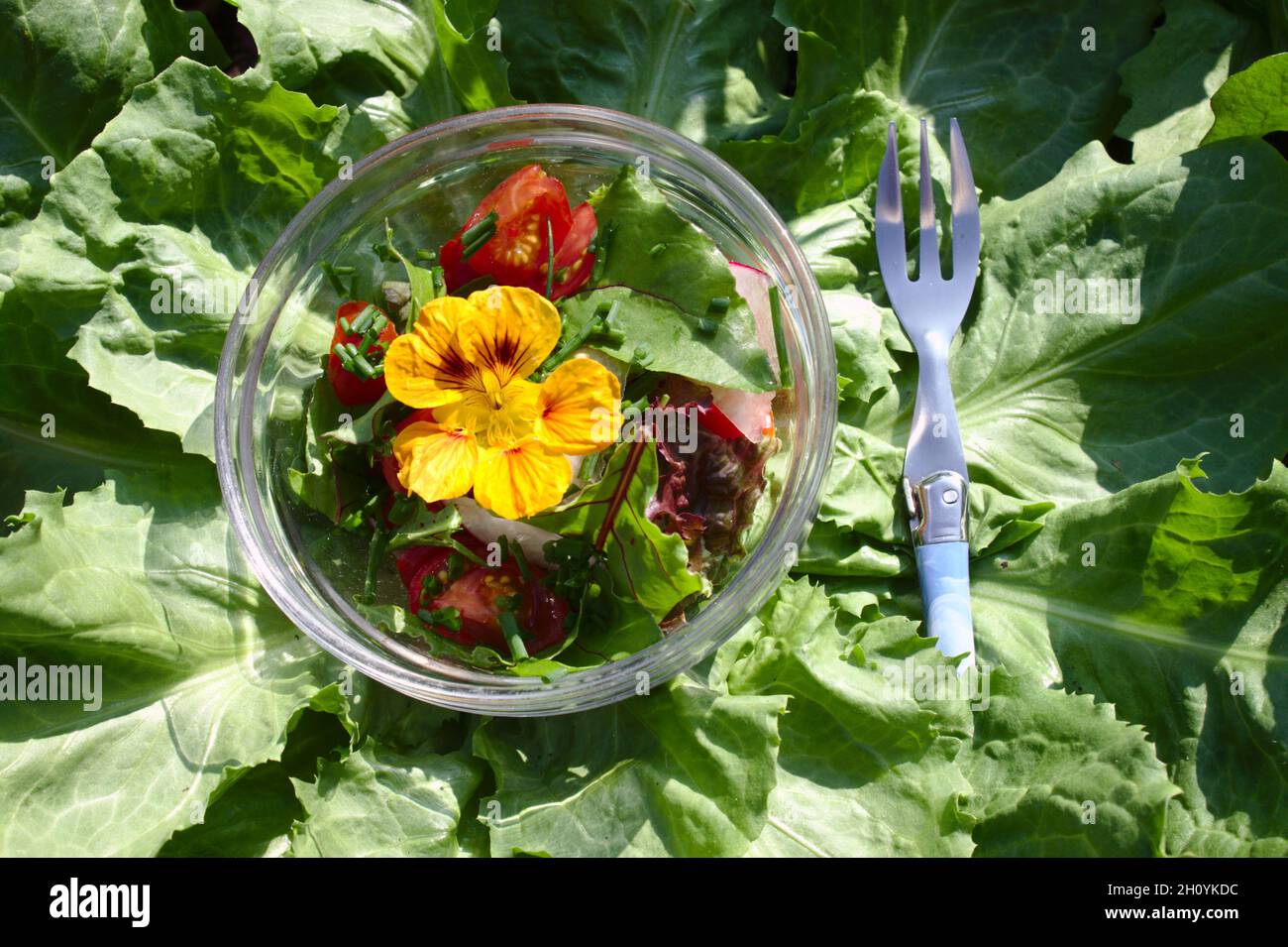 fresh salad in a lettuce head in the garden Stock Photo - Alamy