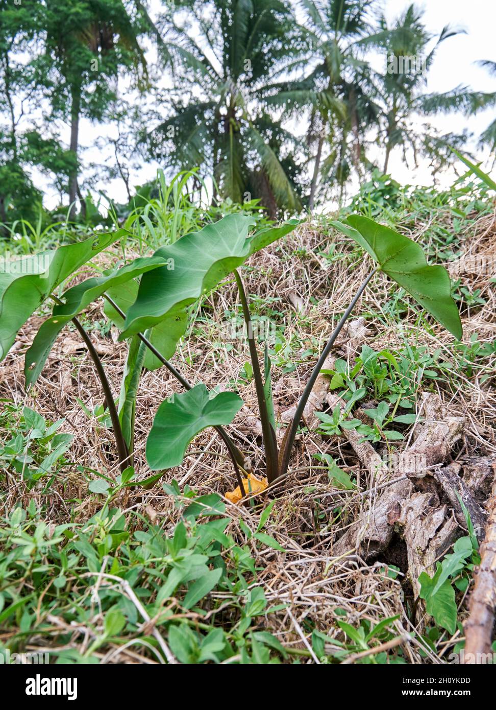 Taro plantation hi-res stock photography and images - Alamy