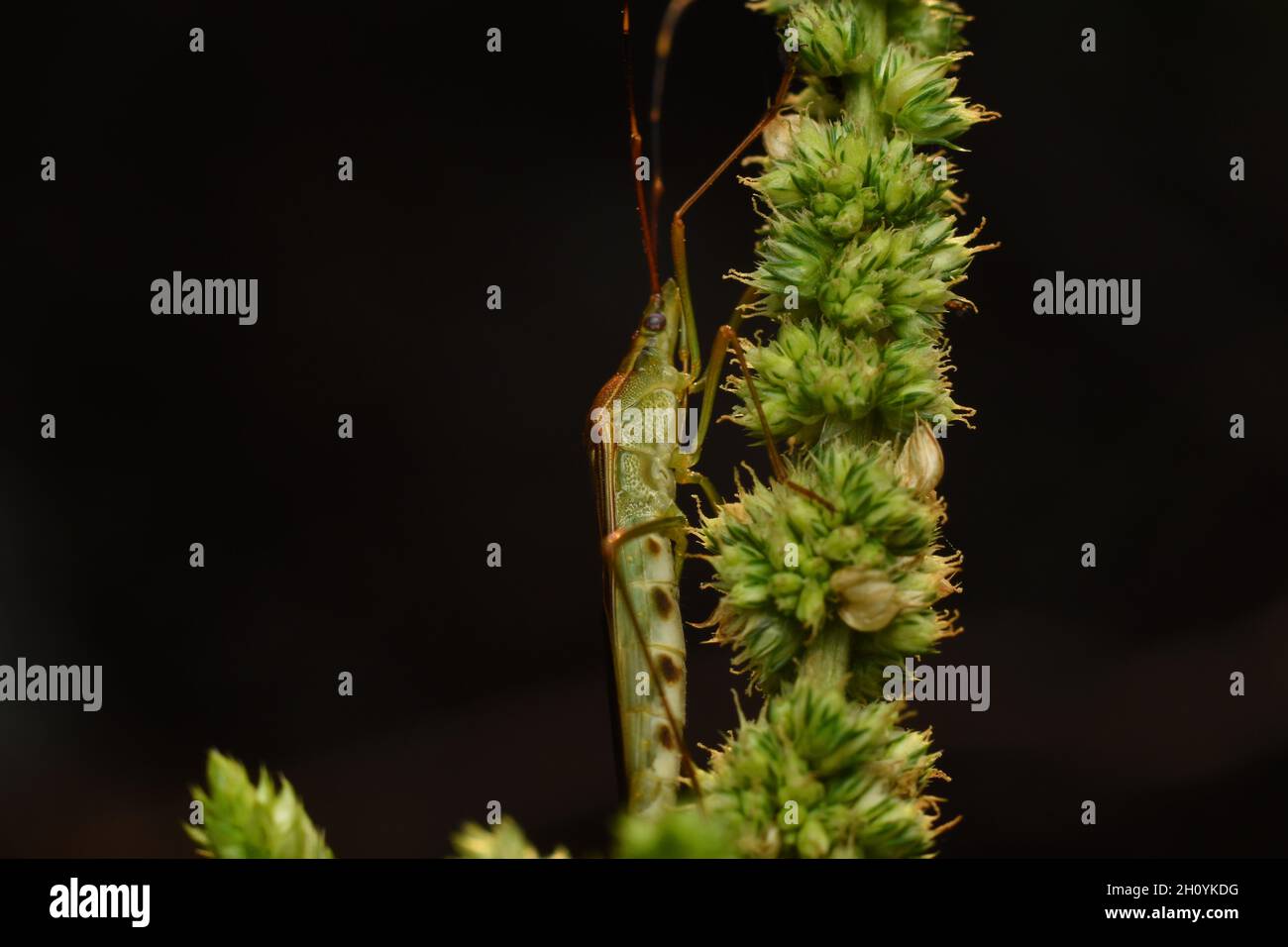Rice bug life cycle hi-res stock photography and images - Alamy