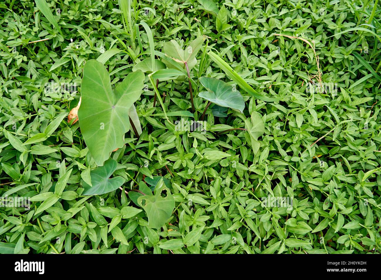 close-up of taro plant growing wild in the plantation Stock Photo - Alamy
