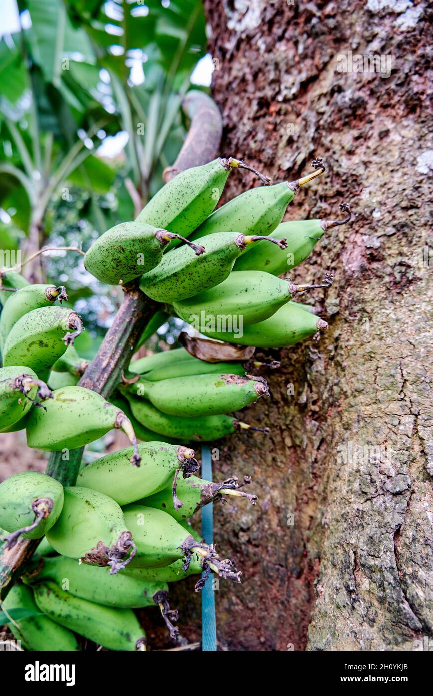 close-up of bananas in the garden growing. Fresh bananas are in the ...