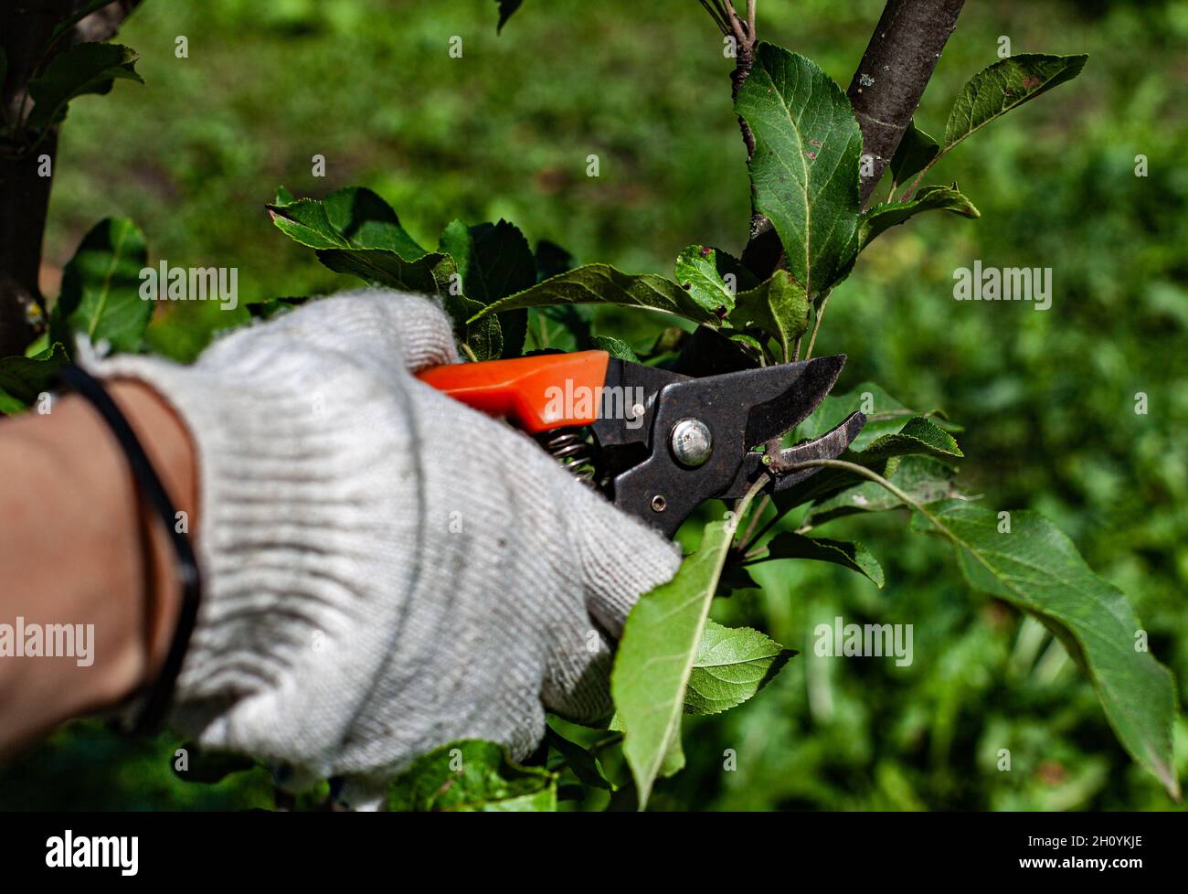 Pruning small fruit bush hi-res stock photography and images - Alamy