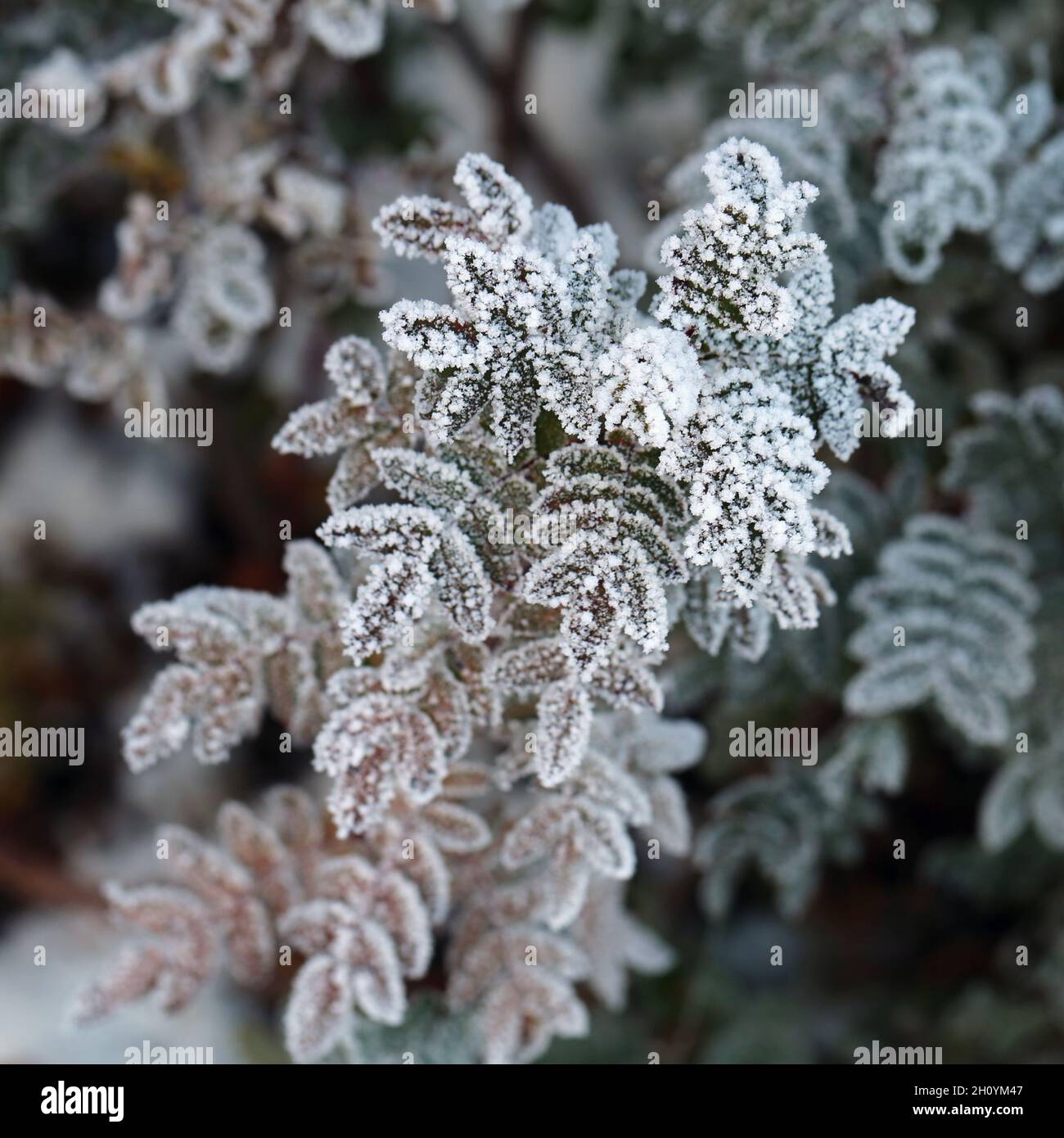 Freezing day hi-res stock photography and images - Alamy