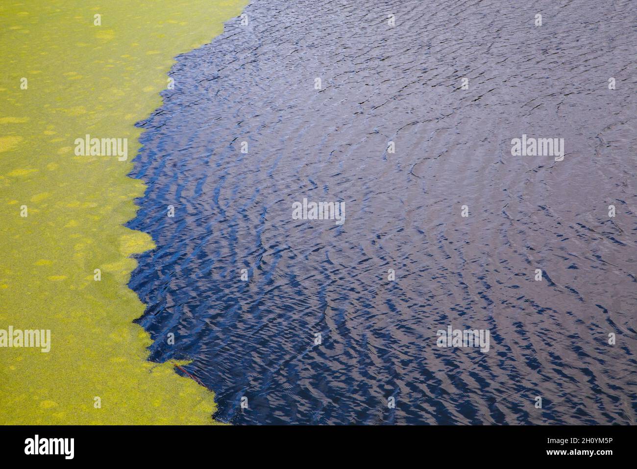 green algae floating on rippled water surface of the pond with ...