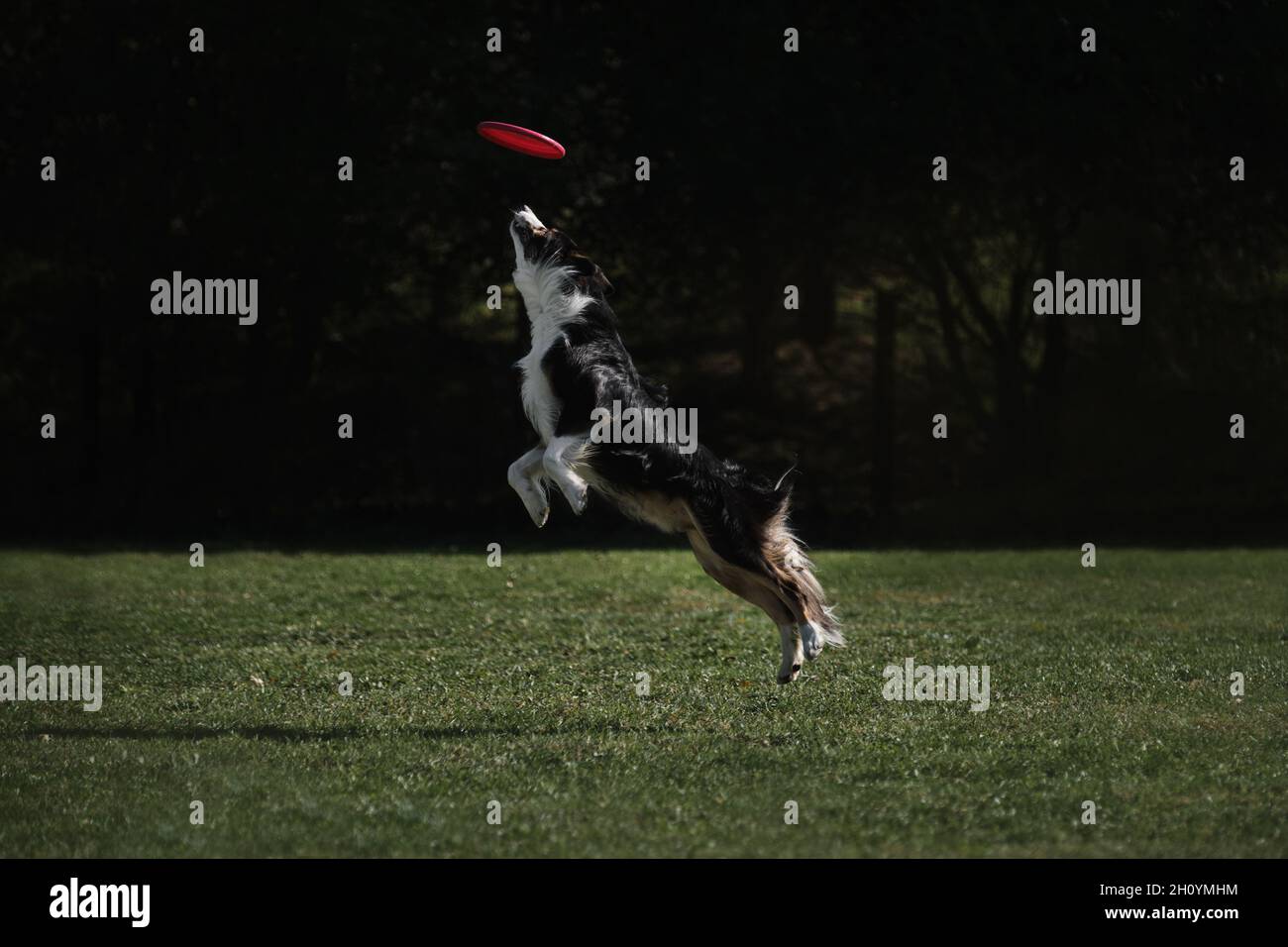 Border collie catches disc at sports dog competition. Border collie ...