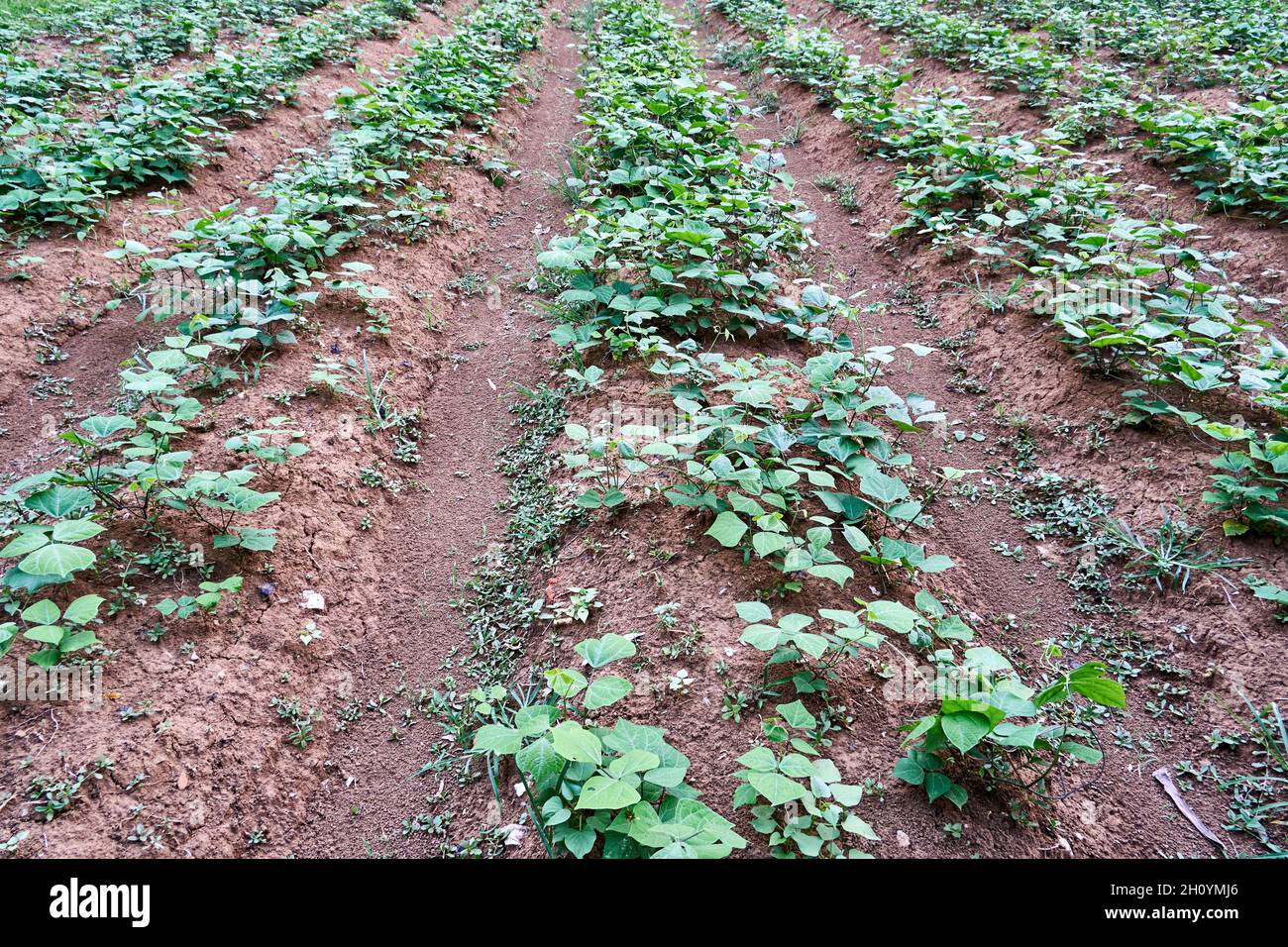 Jicama plantation landscape is growing fresh Stock Photo - Alamy
