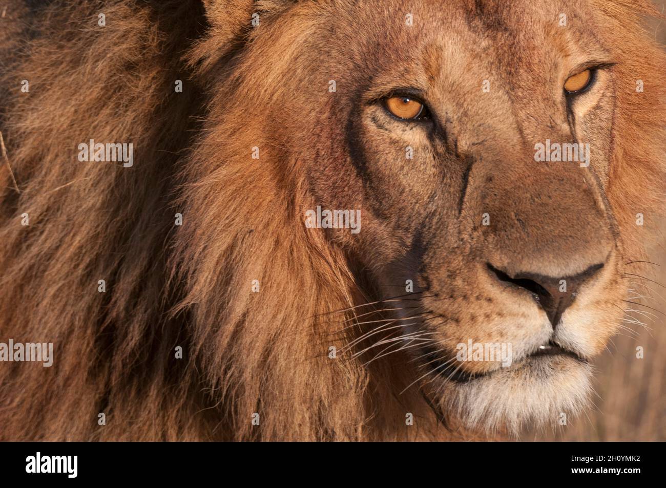 Close up portrait of a male lion, Panthera leo. Chief Island, Moremi ...
