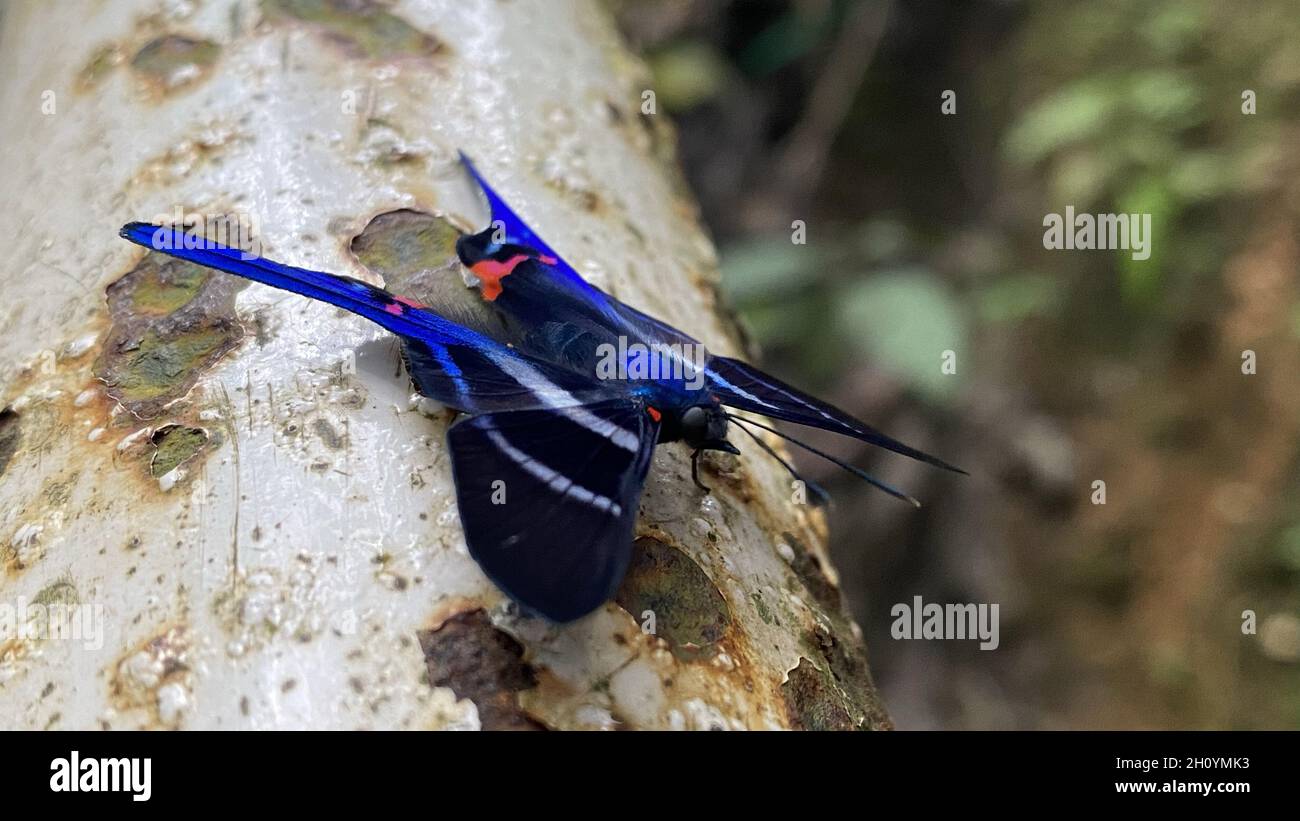 Rhetus periander hi-res stock photography and images - Alamy