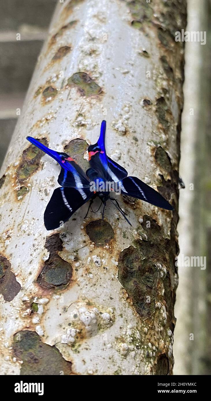 Periander hi-res stock photography and images - Alamy