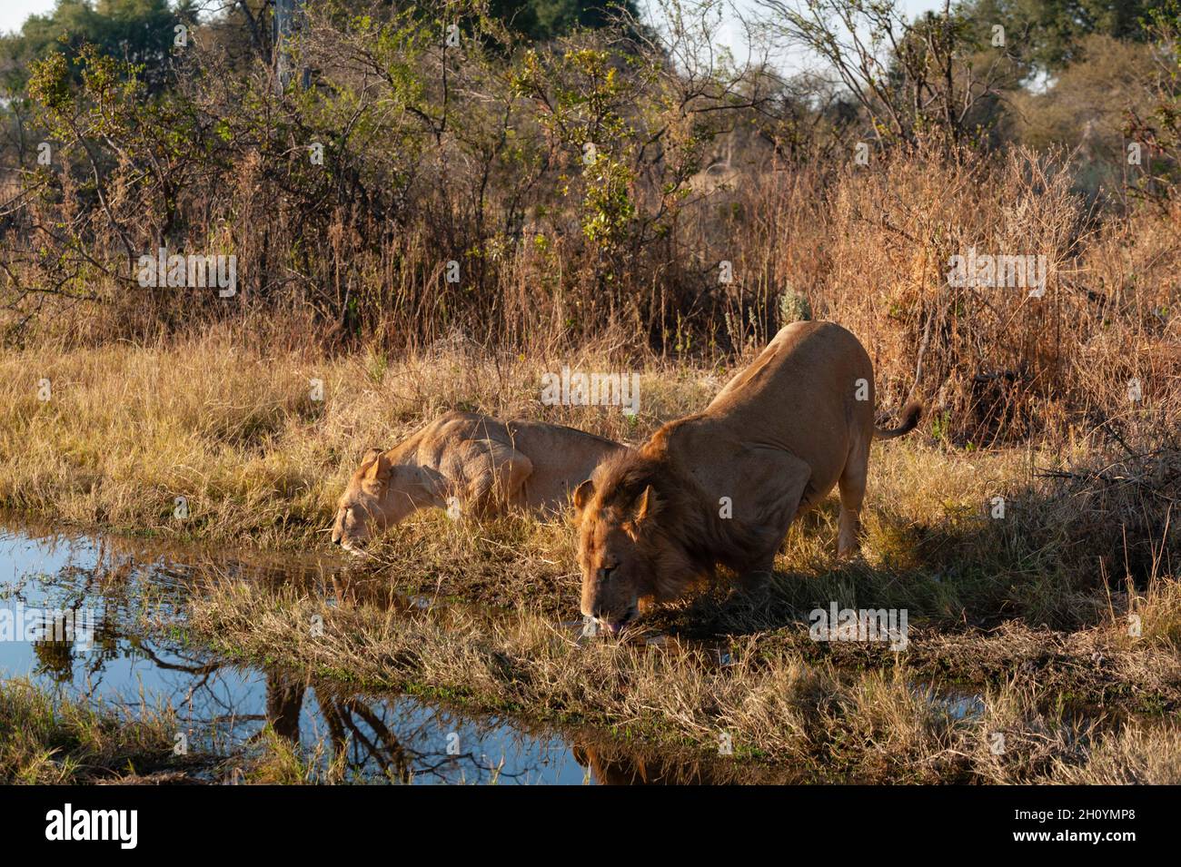 Crouching male lion side view hi-res stock photography and images - Alamy