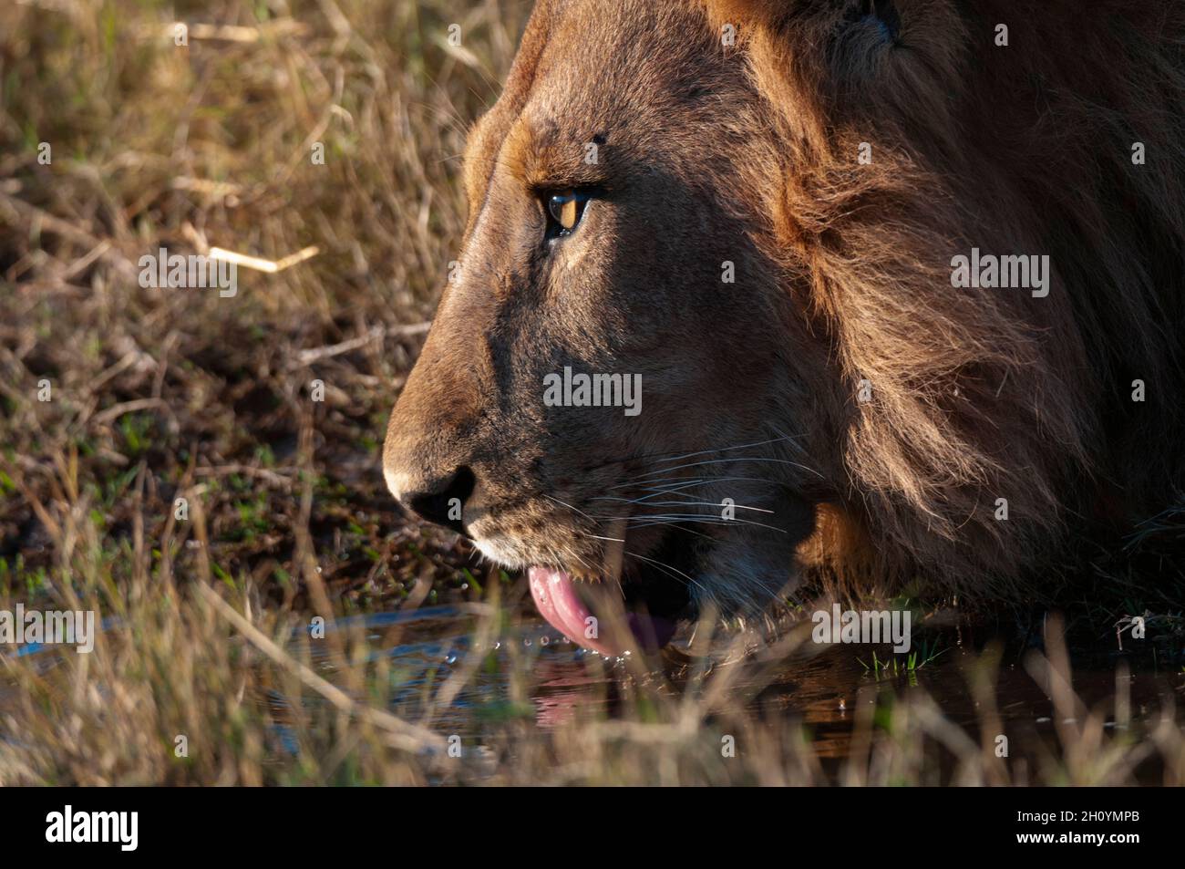Close up of a male lion, Panthera leo, drinking. Chief Island, Moremi ...