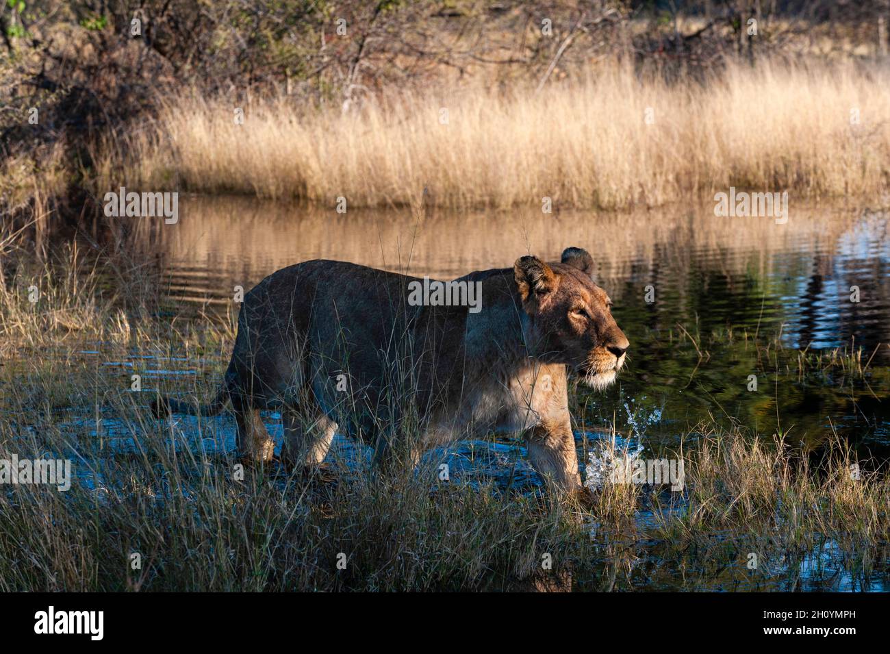 A lioness, Panthera leo, walking through the water's edge. Chief Island ...