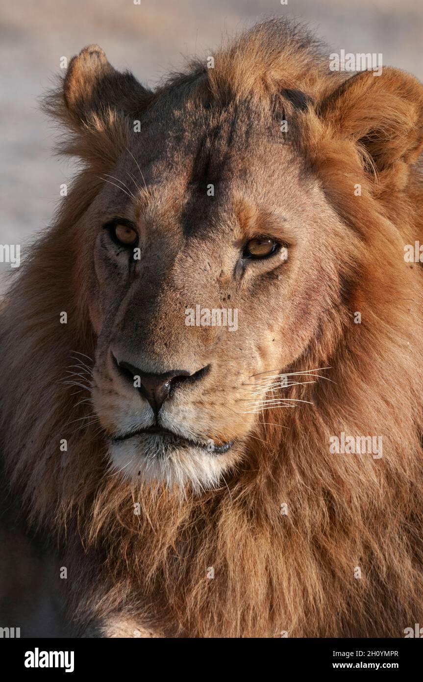 A close up portrait of a male lion, Panthera leo. Chief Island, Moremi ...