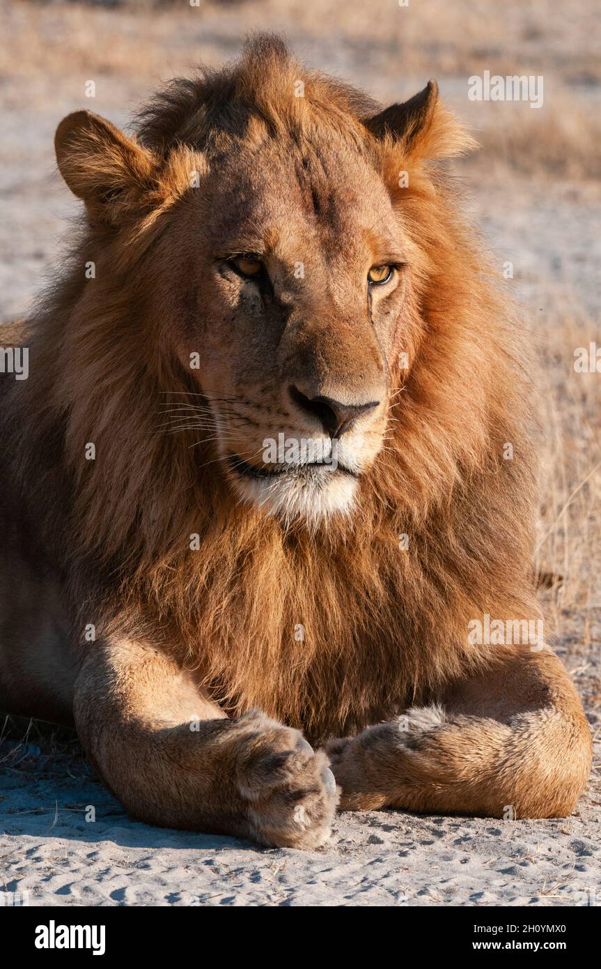Portrait of a male lion, Panthera leo, resting. Chief Island, Moremi ...