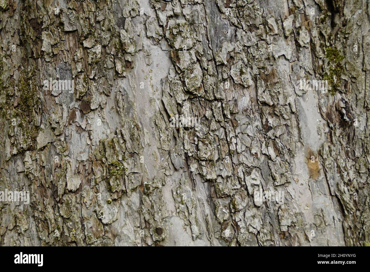 beautiful tree bark as background for rustic or environmental website ...