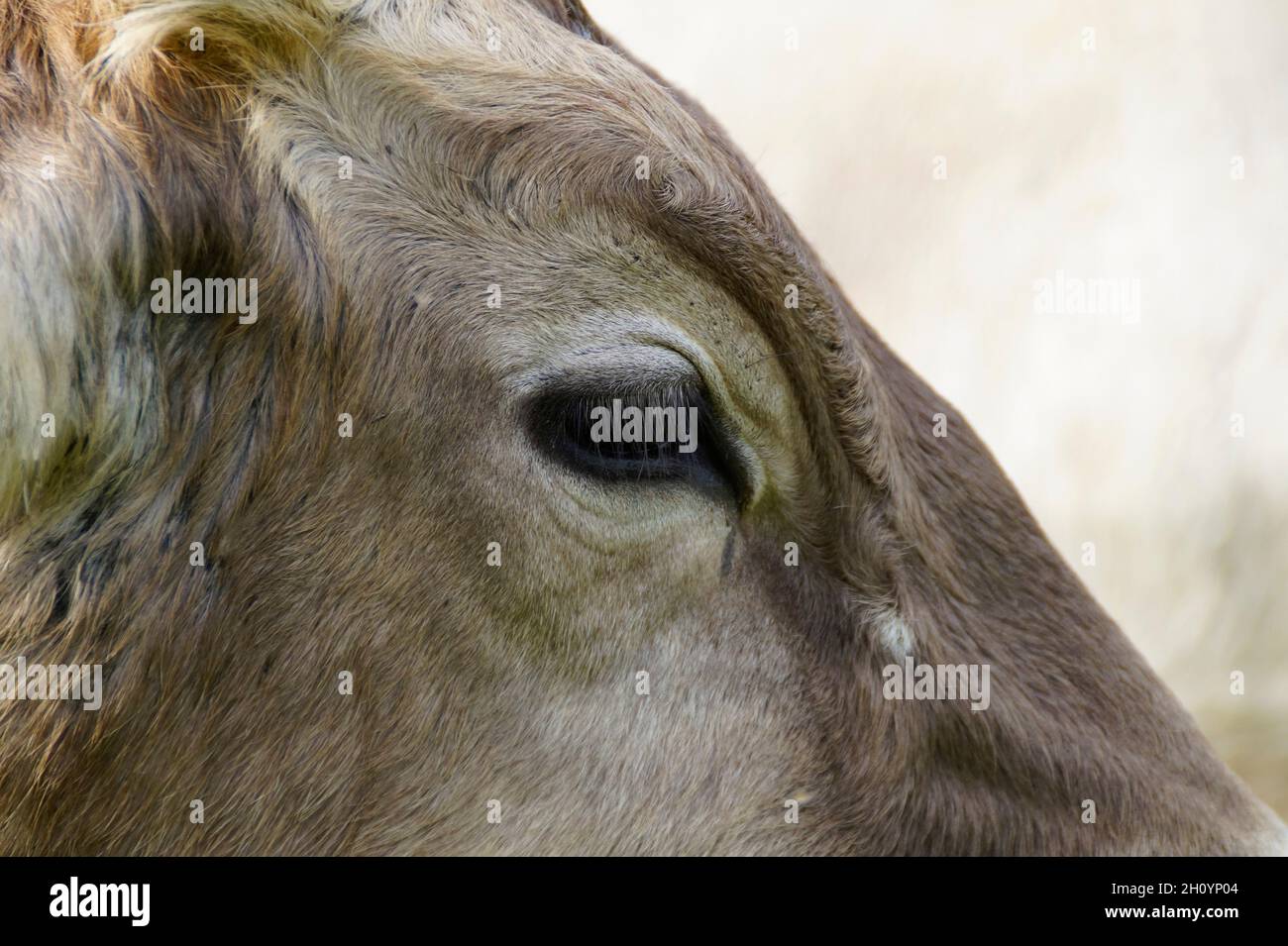 a beautiful beige cow resting on the green pasture in Birkach village ...