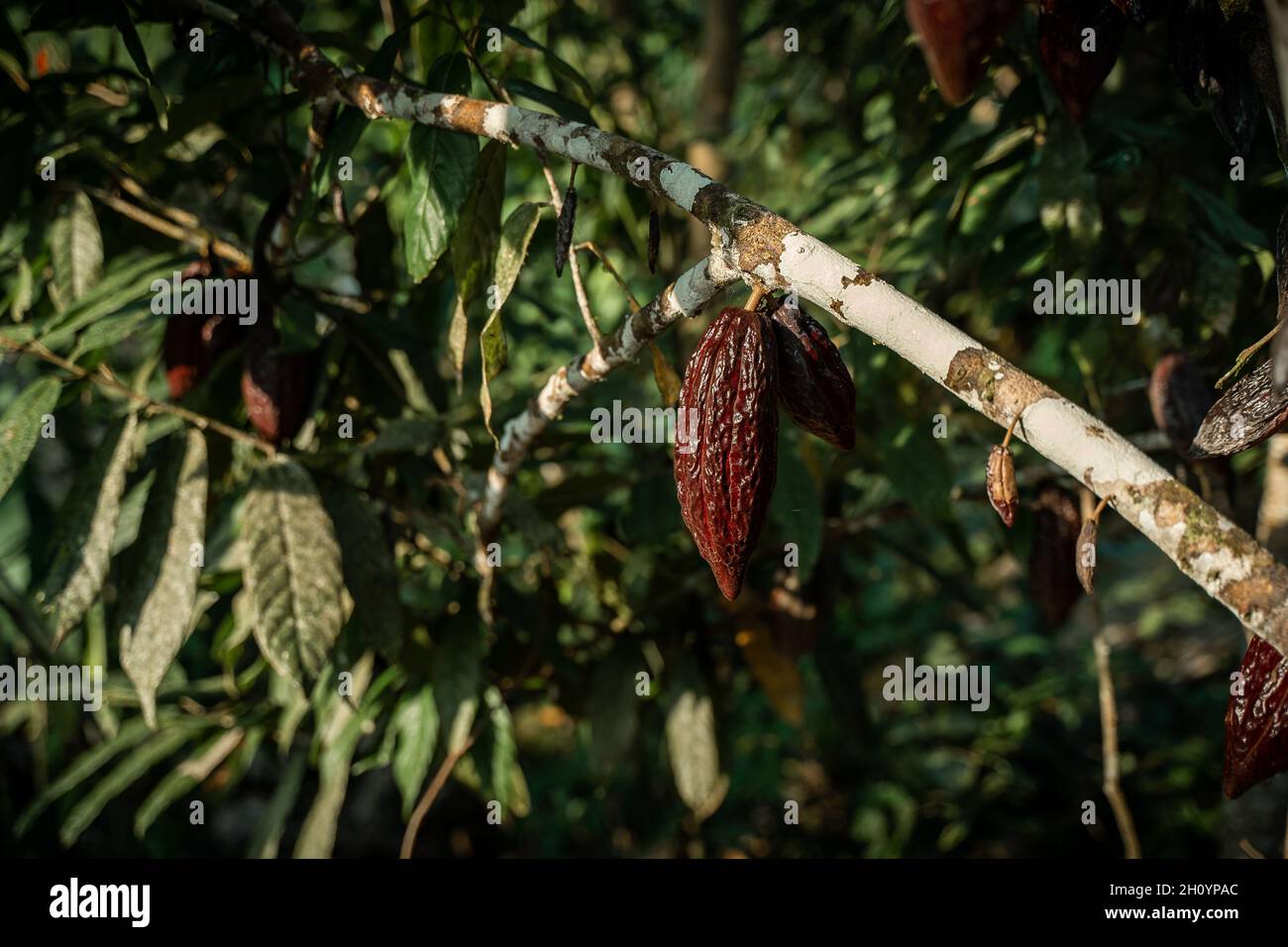 Closeup of a Cacao tree in a garden under the sunlight in Tena, Ecuador ...