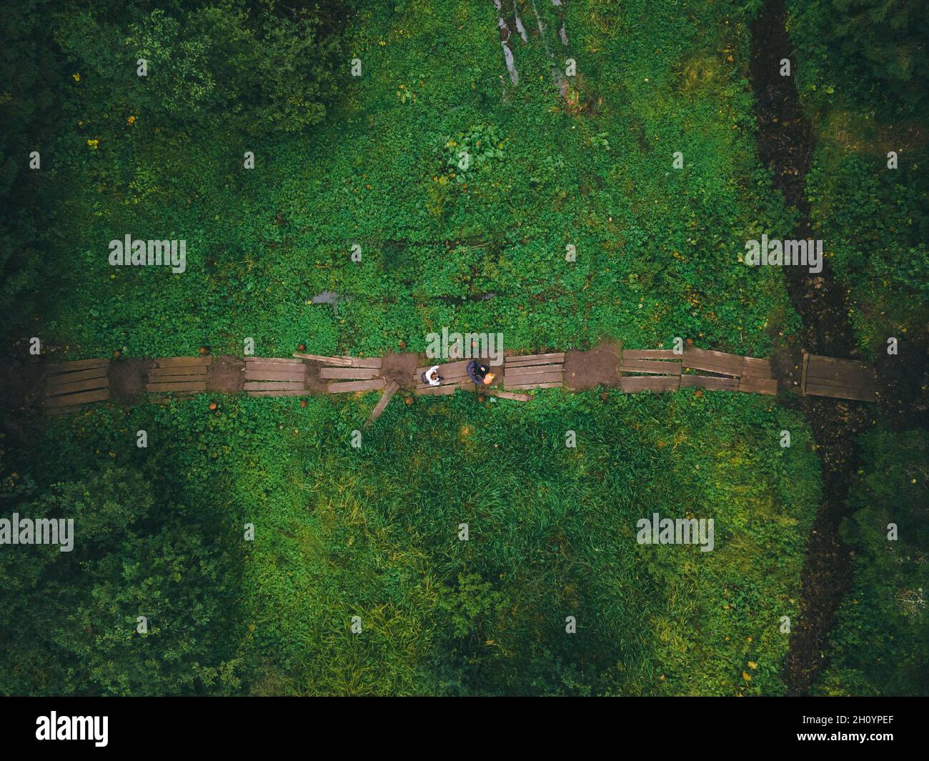 overhead top view of trail in the forest hiking concept Stock Photo - Alamy