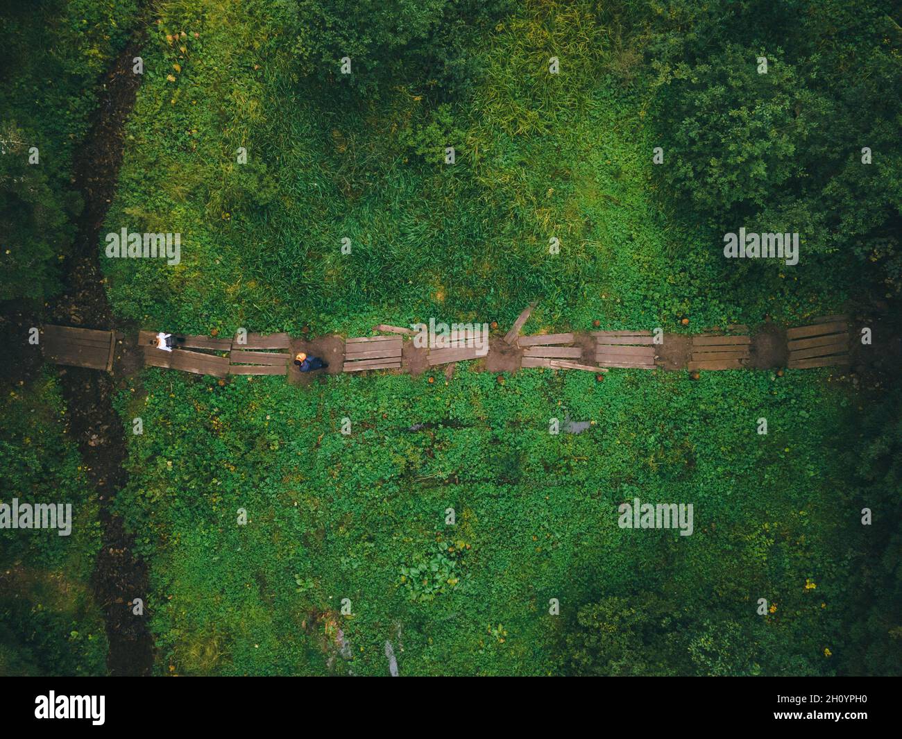 overhead top view of trail in the forest hiking concept Stock Photo - Alamy