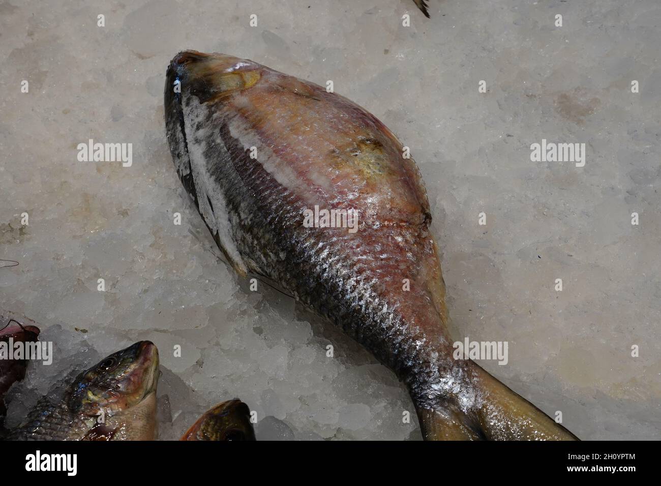 Hilsa fish hi-res stock photography and images - Alamy